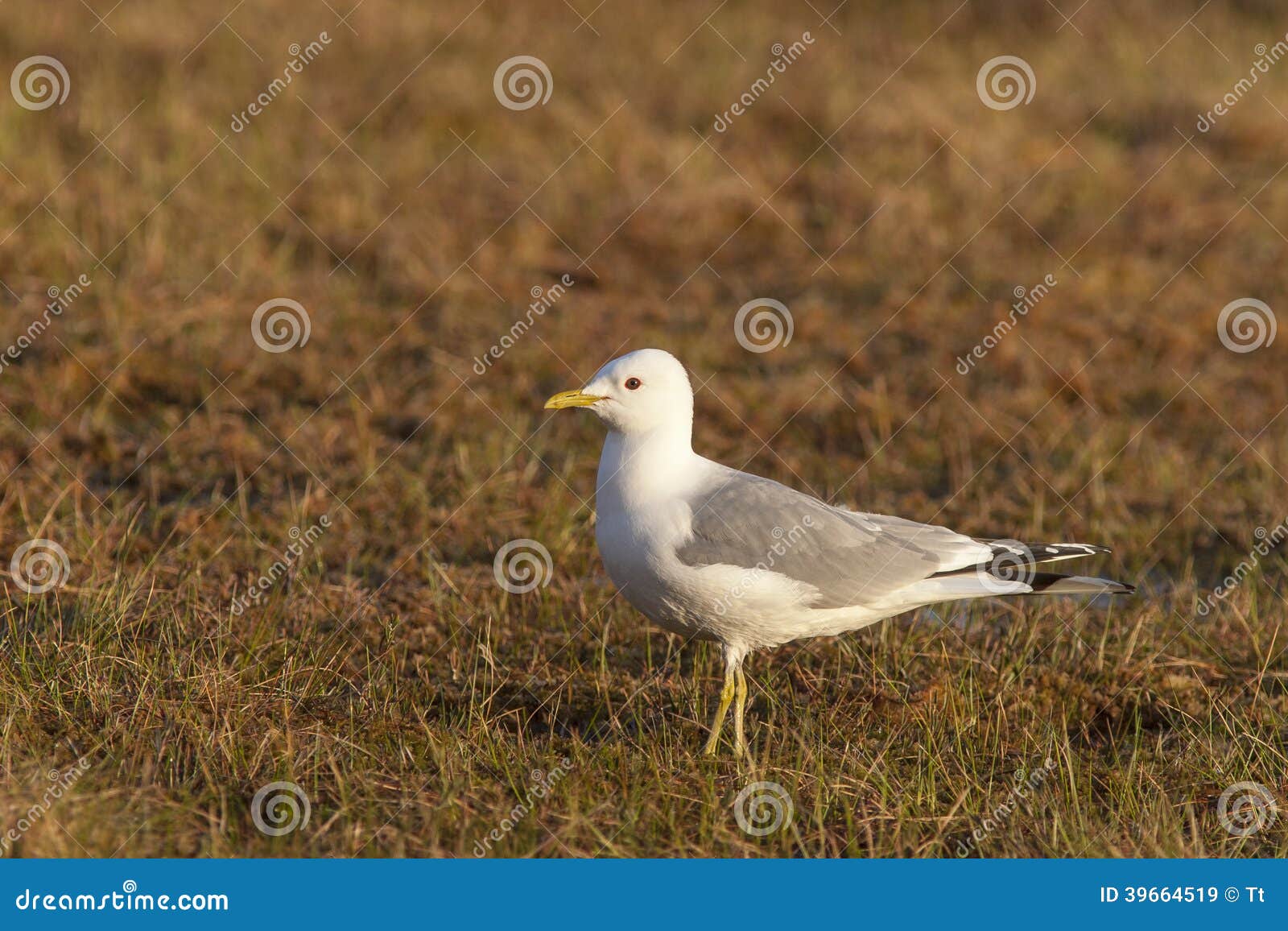 Common Gull stock image. Image of nonurban, animal, bird - 39664519