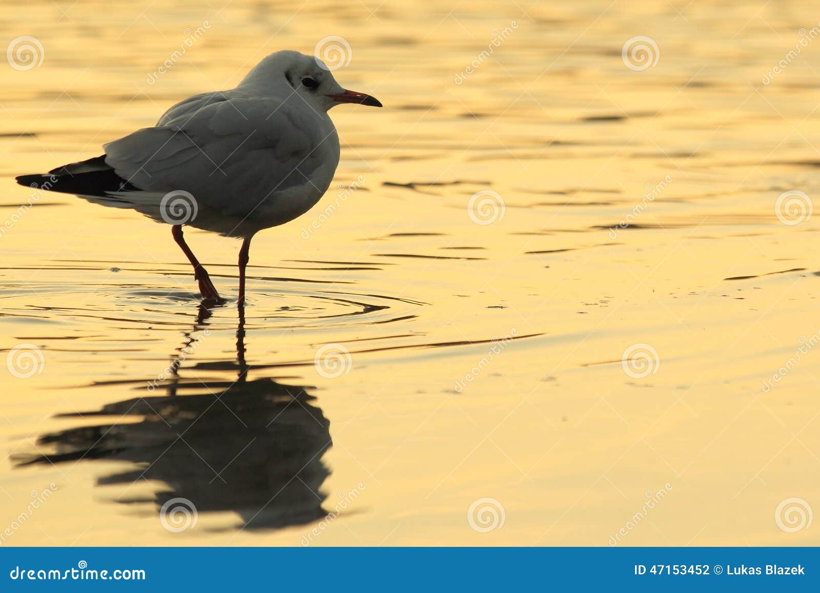 Common Gull Butterfly Stock Image | CartoonDealer.com #73684657