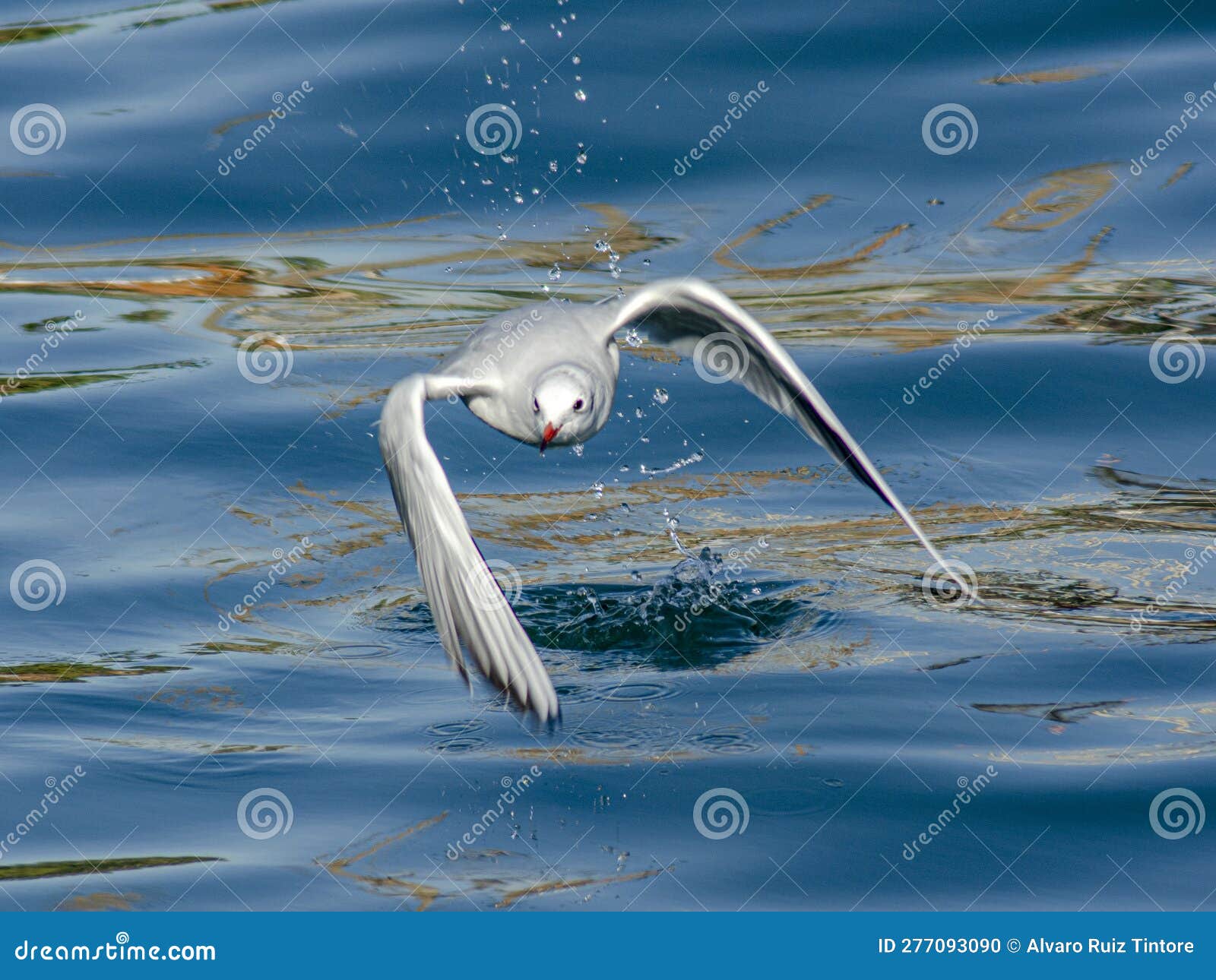 Common Gull Taking Flight at Sea Stock Photo - Image of blue ...