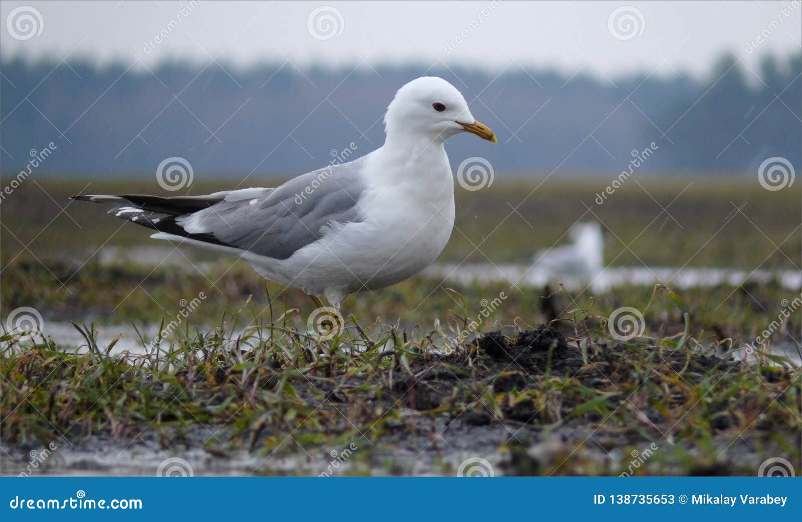 Common Gull Walks on the Moist Ground in the Rain Stock Image - Image ...
