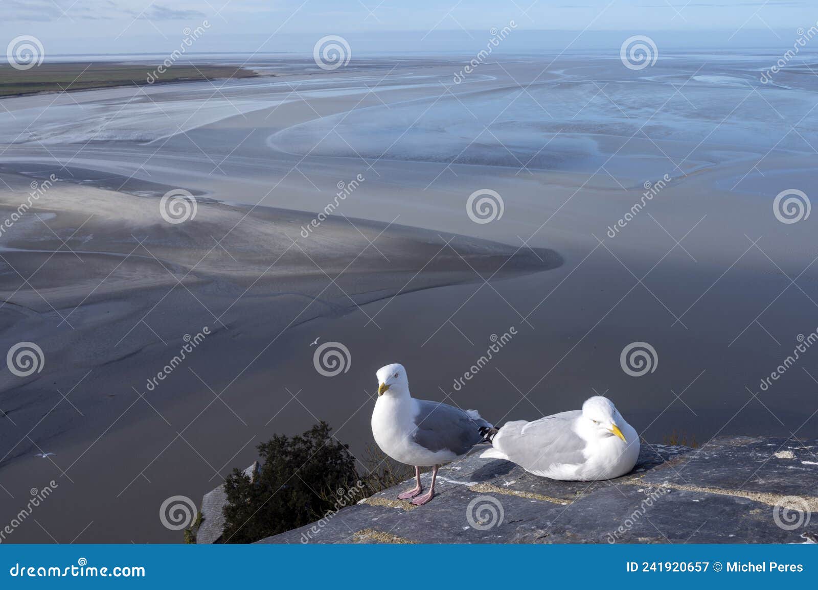 Common Gull on a Wall Facing Right in Panoramic Format Stock Image ...