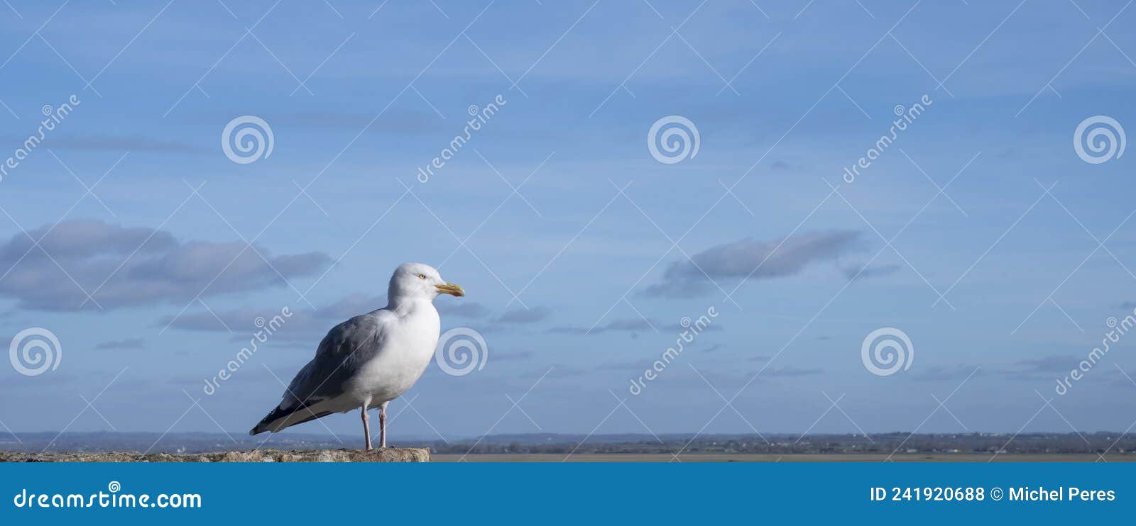 Common Gull on a Wall Facing Right in Panoramic Format Stock Photo ...