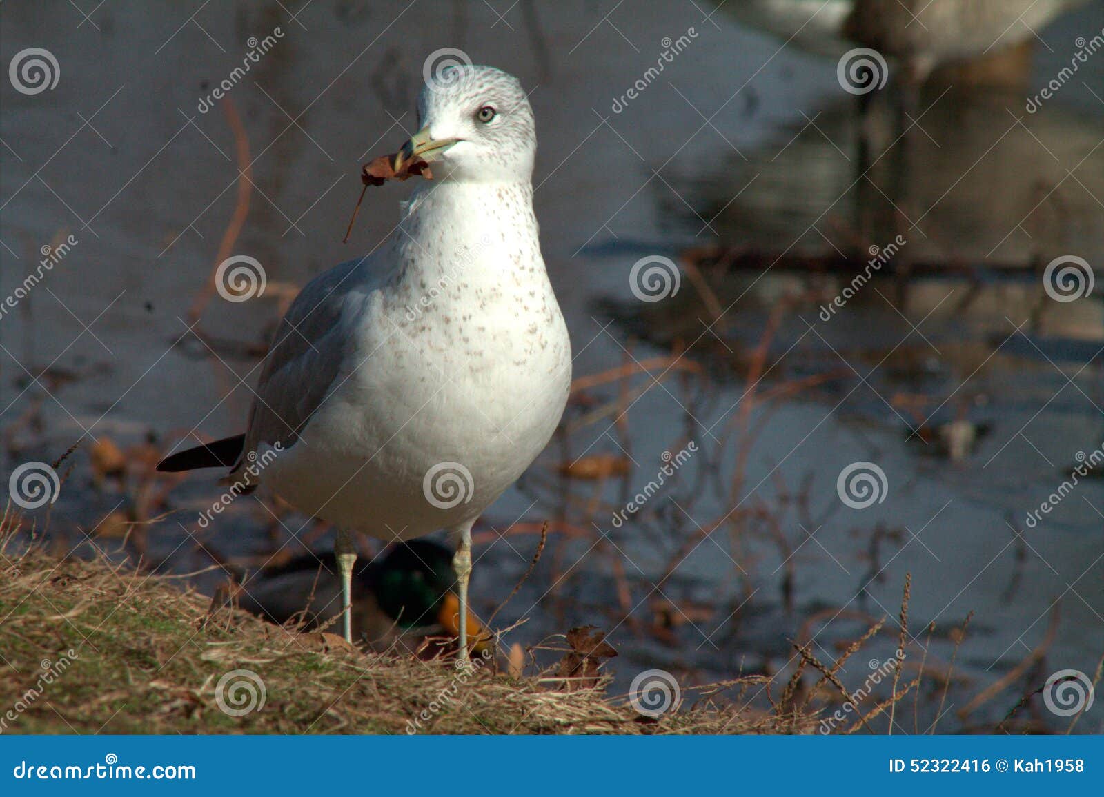 Common Gull stock photo. Image of park, bird, water, lake - 52322416