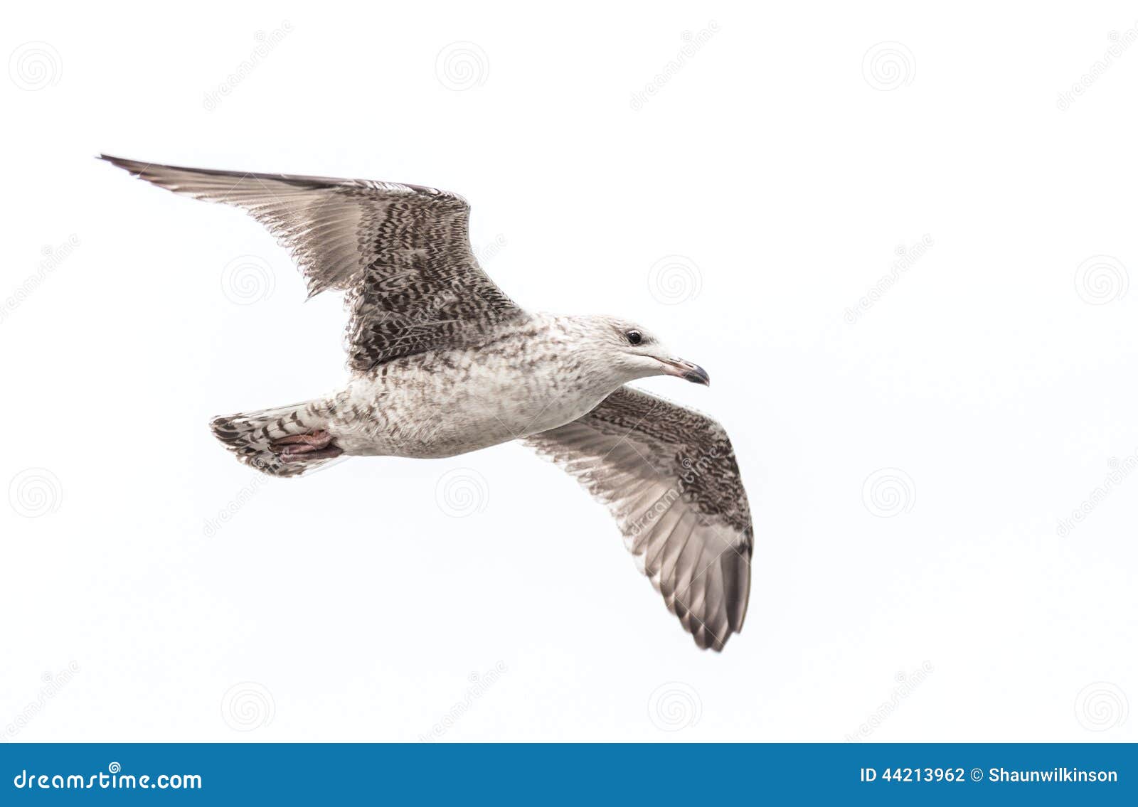 Common gull stock photo. Image of gull, winter, feathers - 44213962
