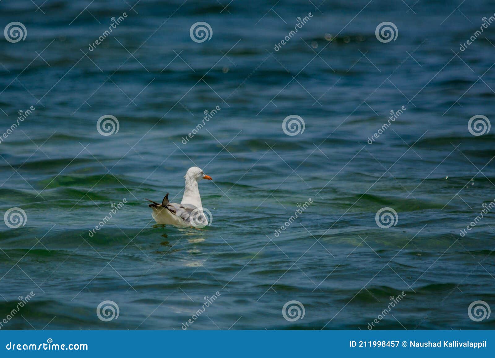 Common Gulls, Redsea Shore in Jeddah Stock Image - Image of seagull ...