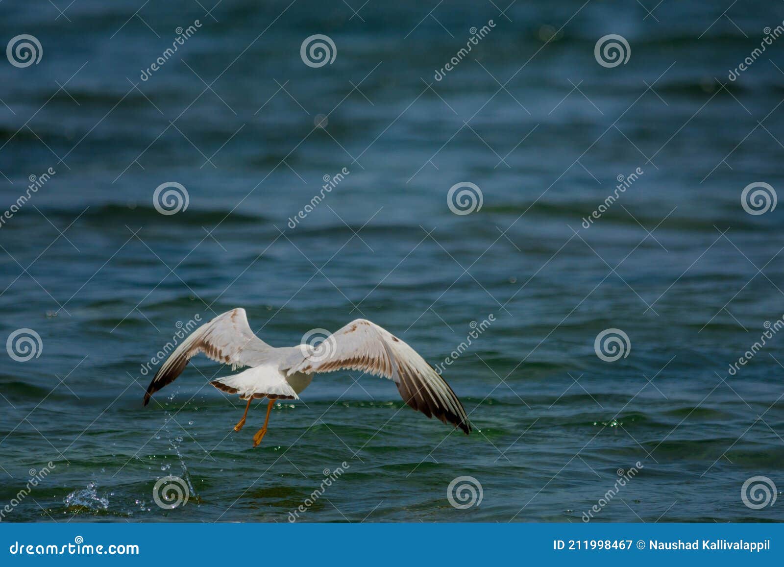 Common Gulls, Redsea Shore in Jeddah Stock Image - Image of seagull ...