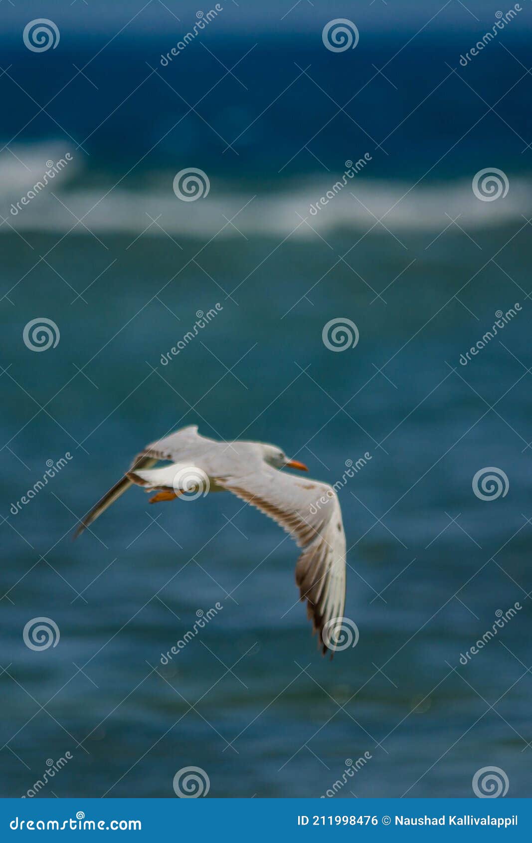 Common Gulls, Redsea Shore in Jeddah Stock Photo - Image of wildlife ...