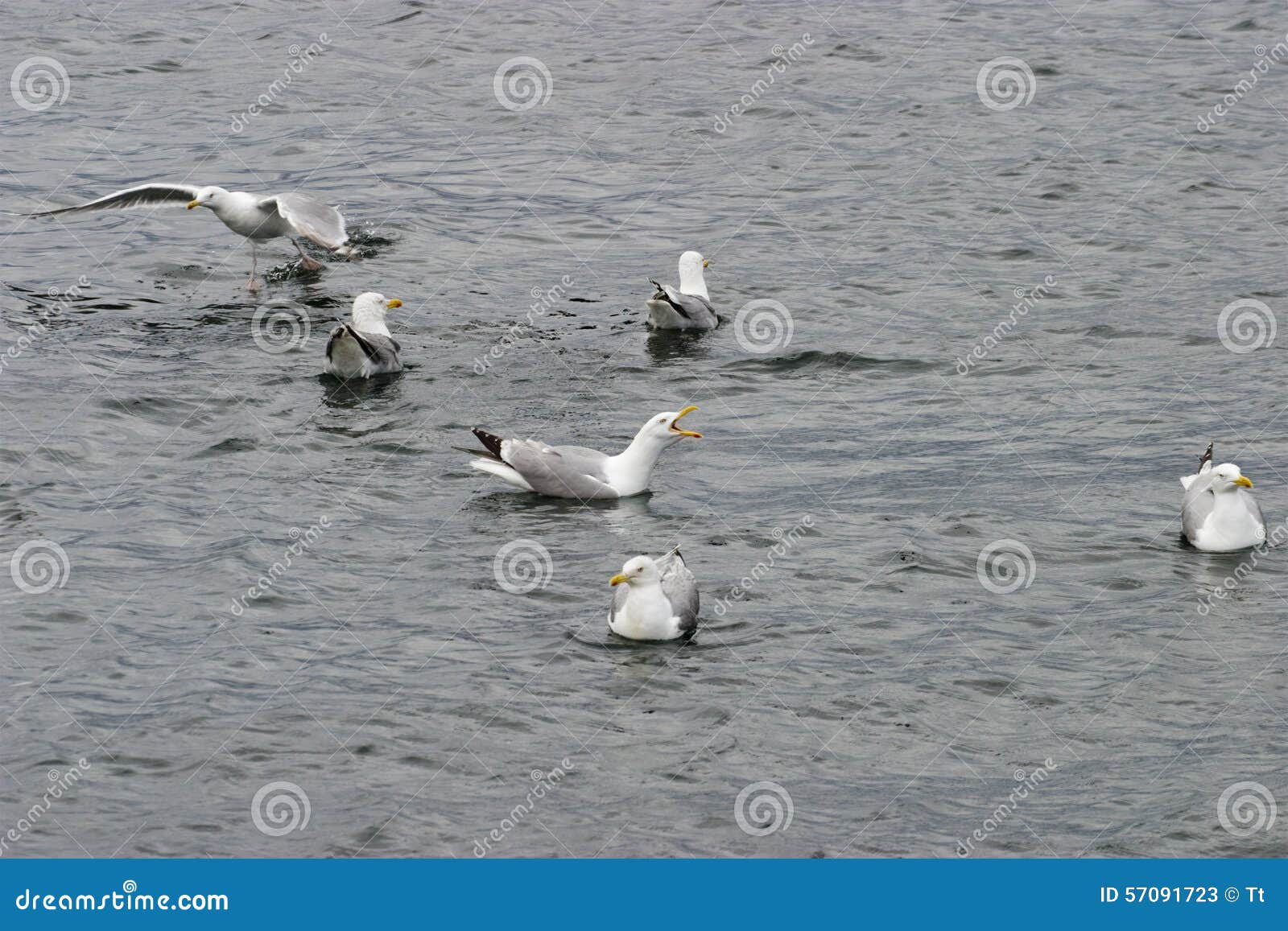 Common gulls stock image. Image of wings, surface, larus - 57091723