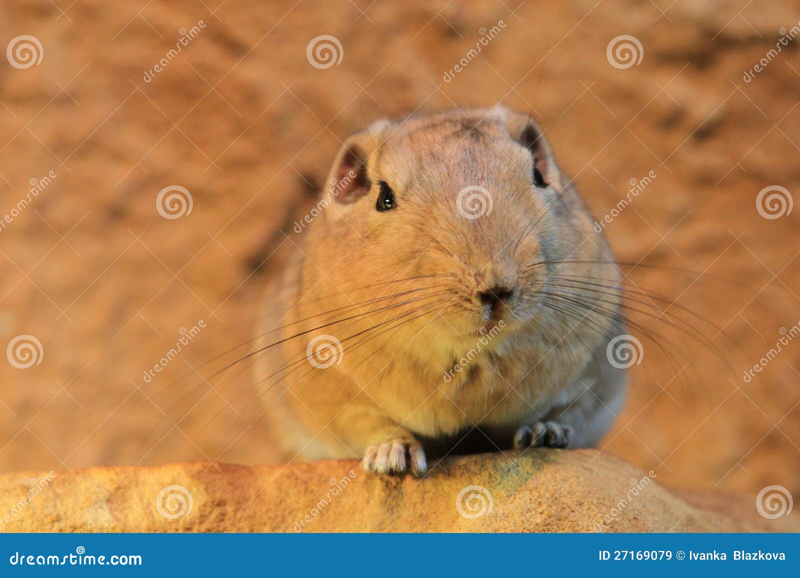 Common gundi stock image. Image of rodent, rock, nature - 27169079