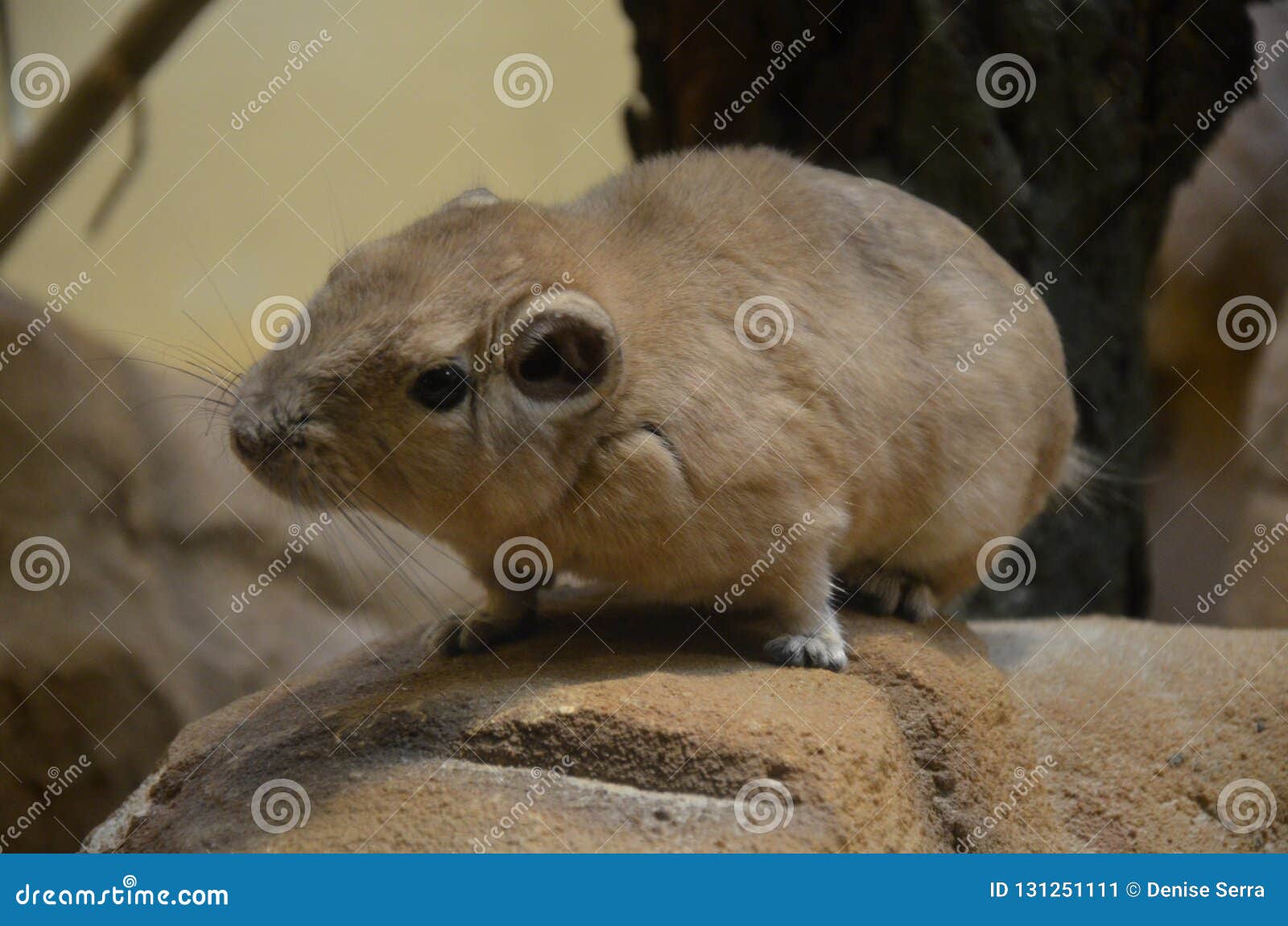 Common Gundi Ctenodactylus Gundi Stock Image - Image of ctenodactylus ...