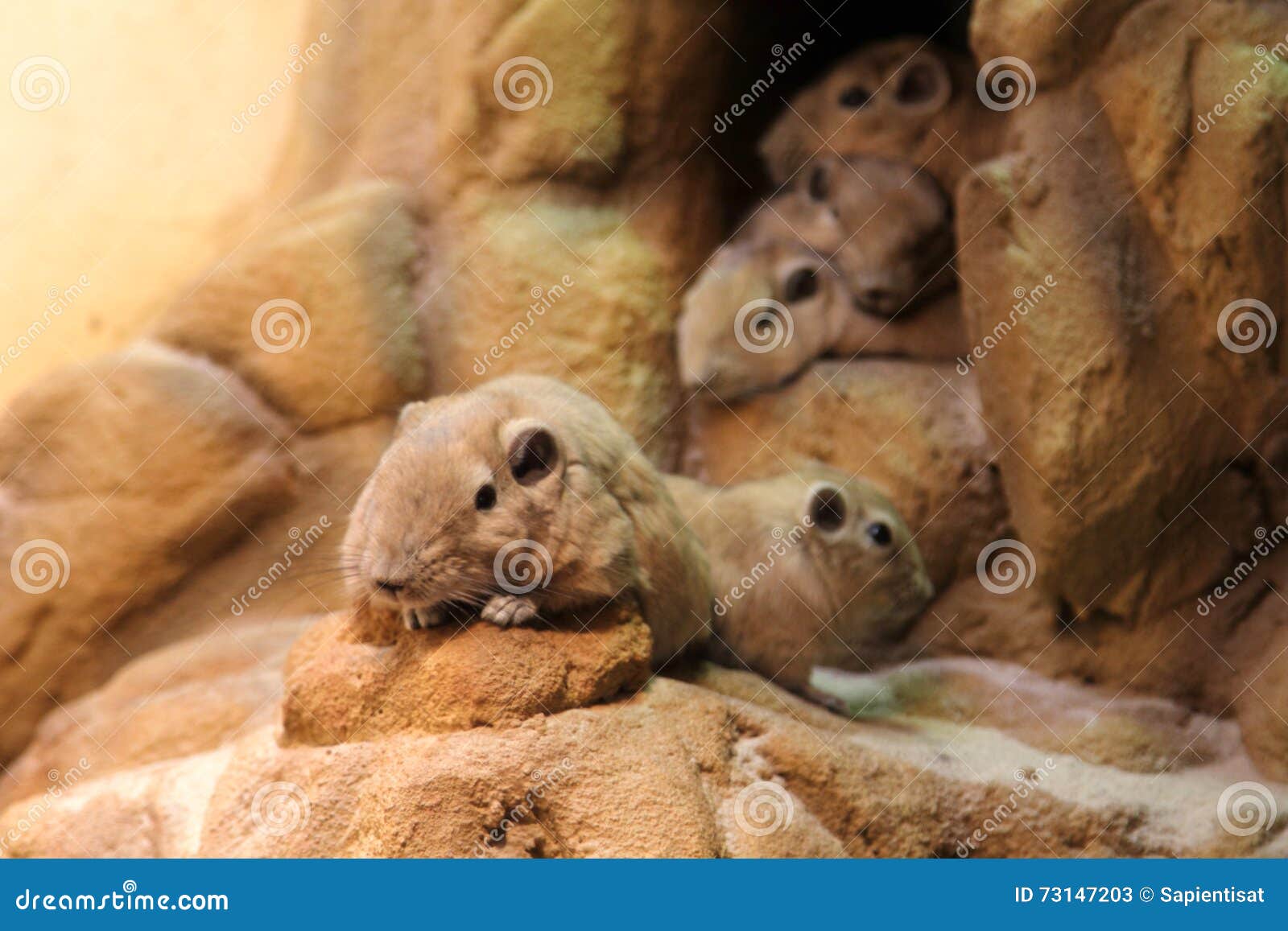 Common Gundi stock image. Image of common, animal, adult - 73147203