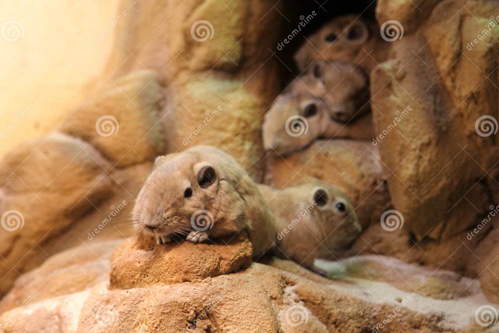 Common Gundi stock image. Image of common, animal, adult - 73147203