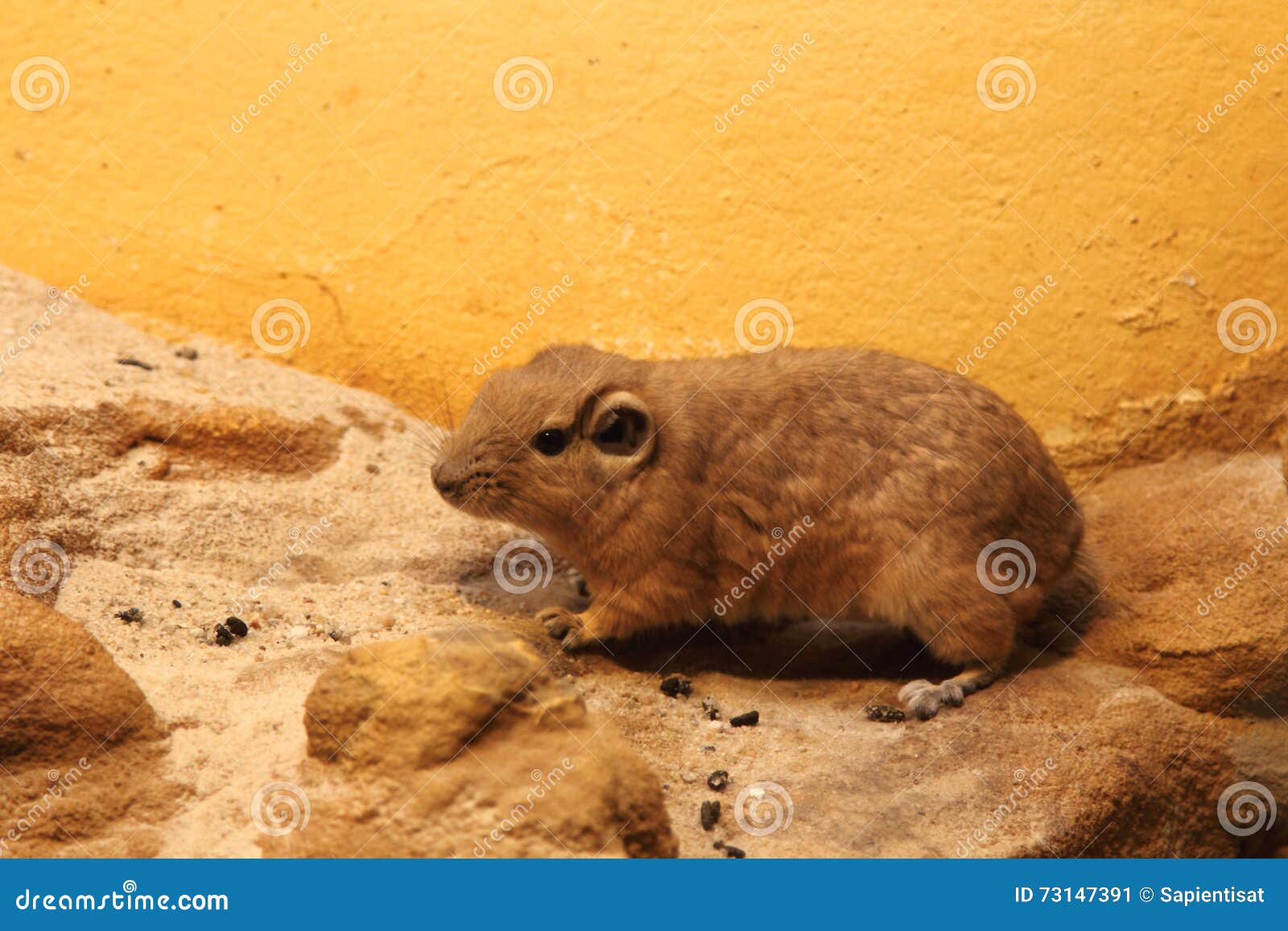 Common Gundi stock image. Image of animal, rock, covered - 73147391