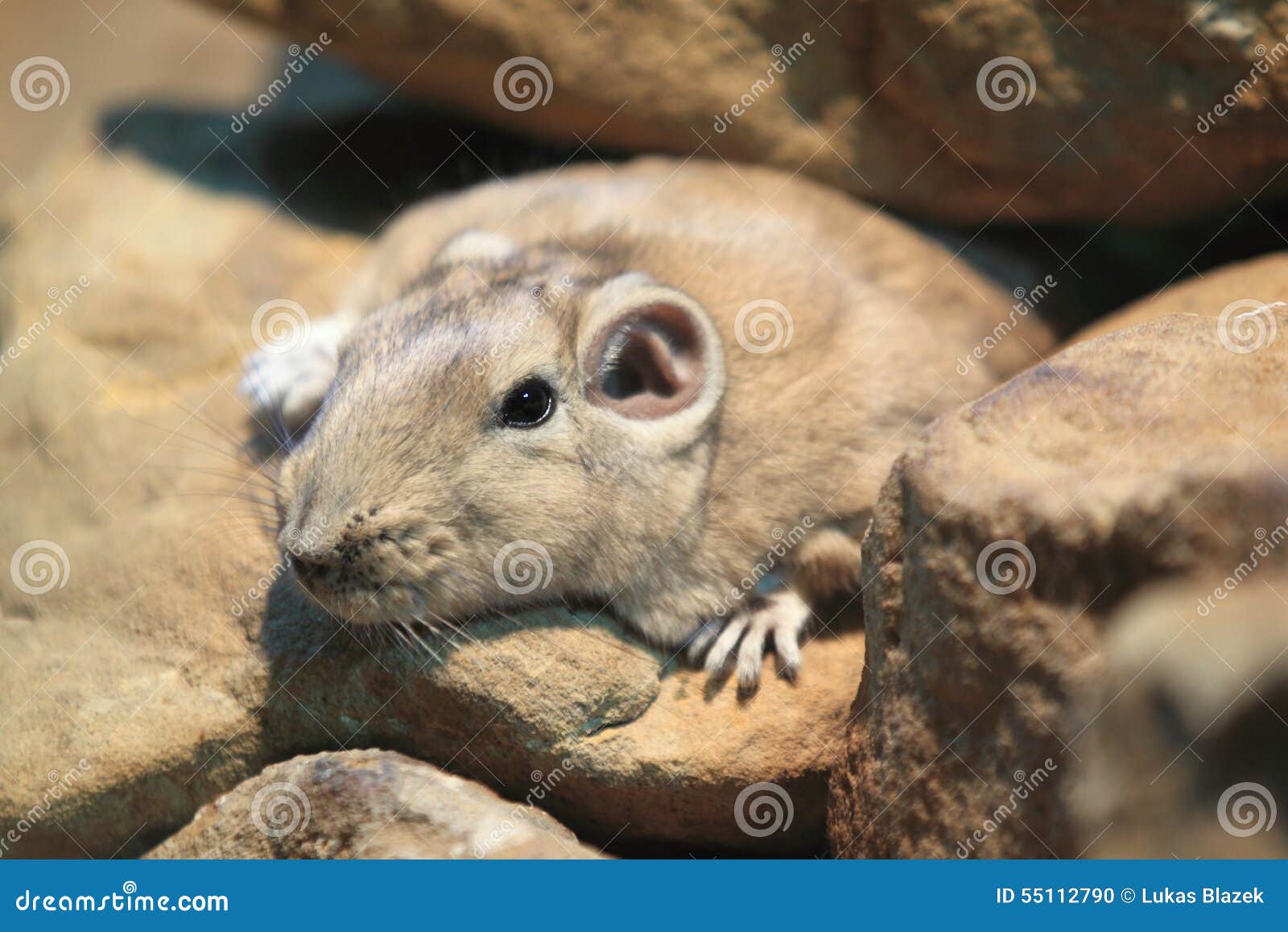 Common gundi stock photo. Image of adult, nature, gundi - 55112790