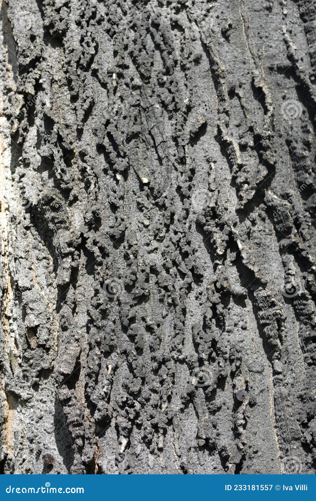 Common hackberry stock image. Image of false, wood, nature - 233181557