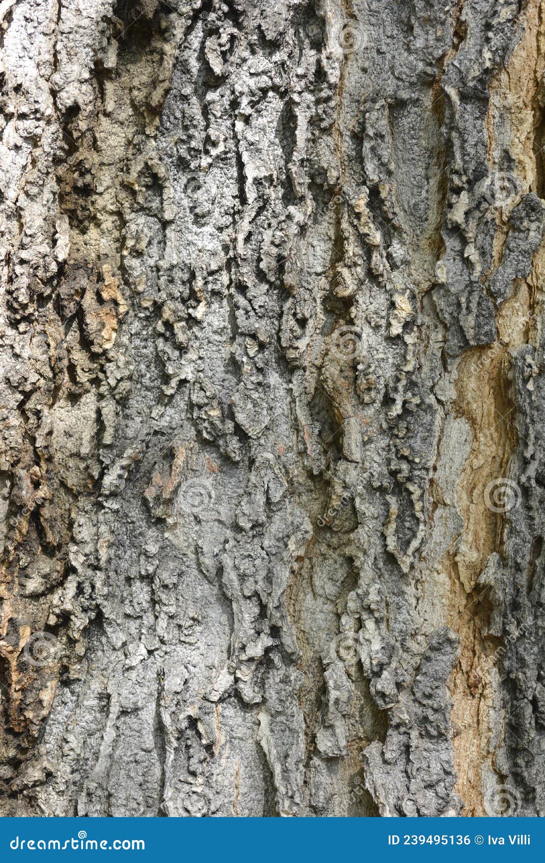 Common hackberry stock photo. Image of outdoors, nature - 239495136