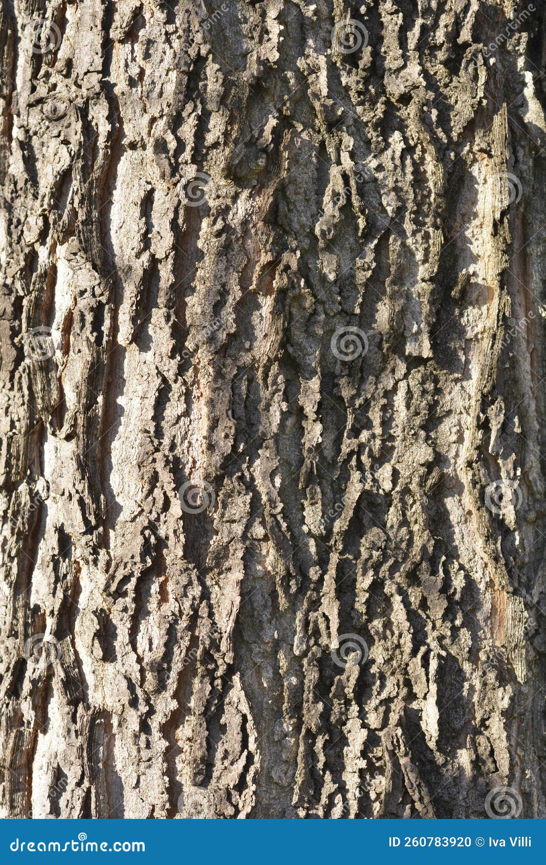 Common hackberry stock photo. Image of background, trunk - 260783920