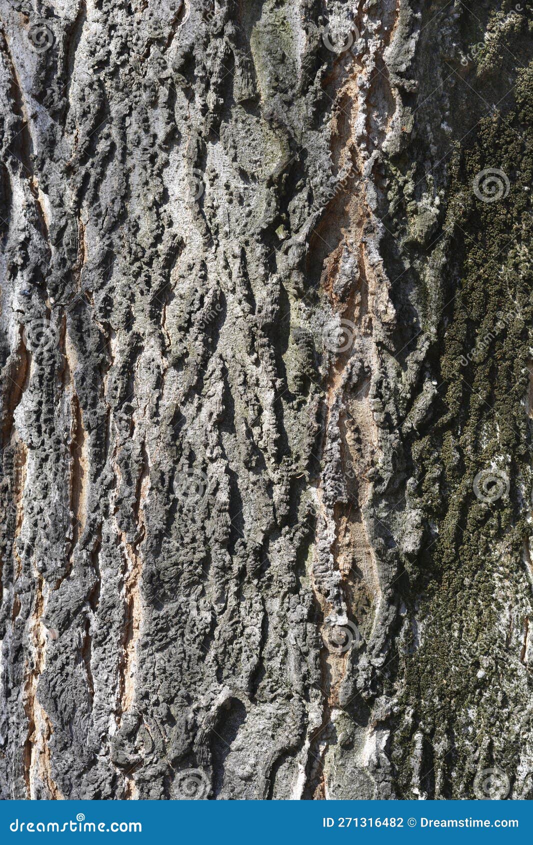 Common hackberry stock photo. Image of background, hackberry - 271316482
