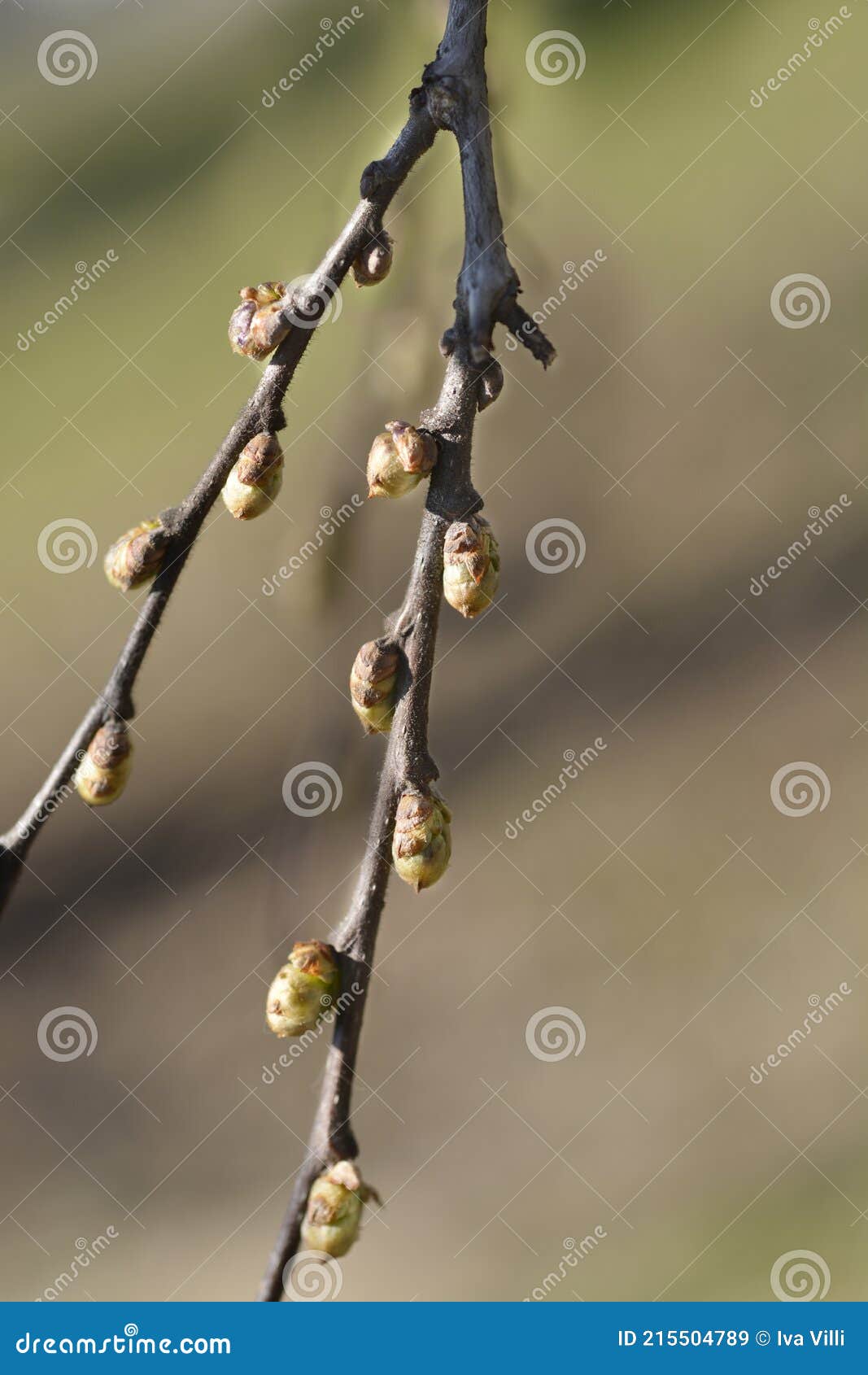 Common hackberry stock image. Image of nature, green - 215504789