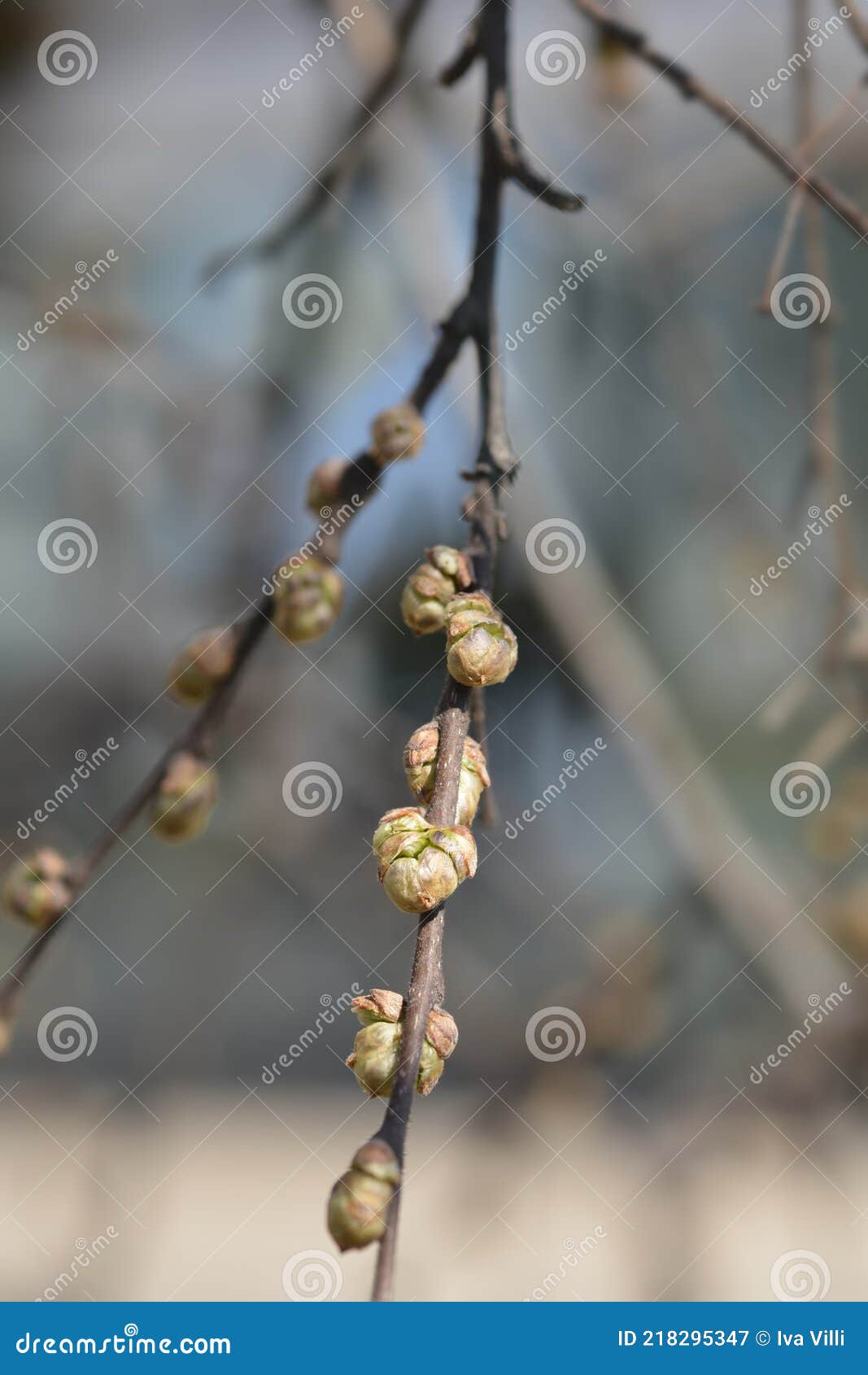 Common hackberry stock image. Image of hackberry, celtis - 218295347