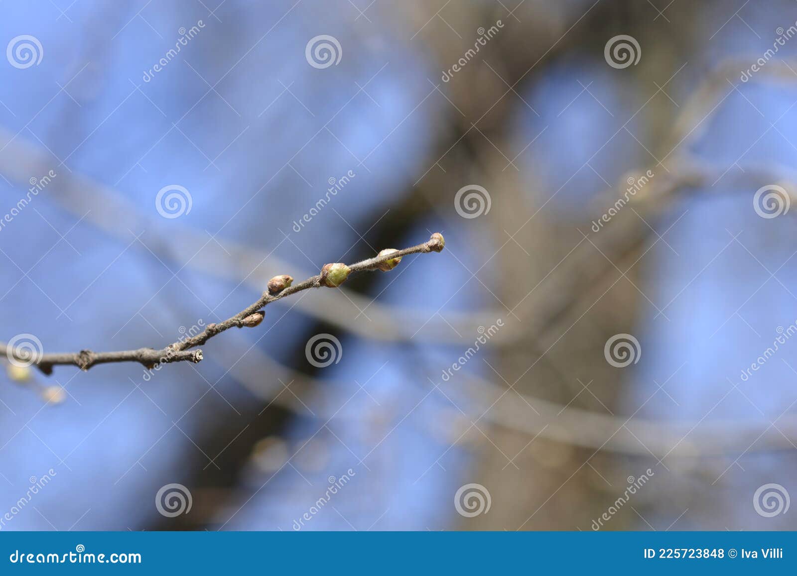 Common hackberry stock photo. Image of celtis, common - 225723848