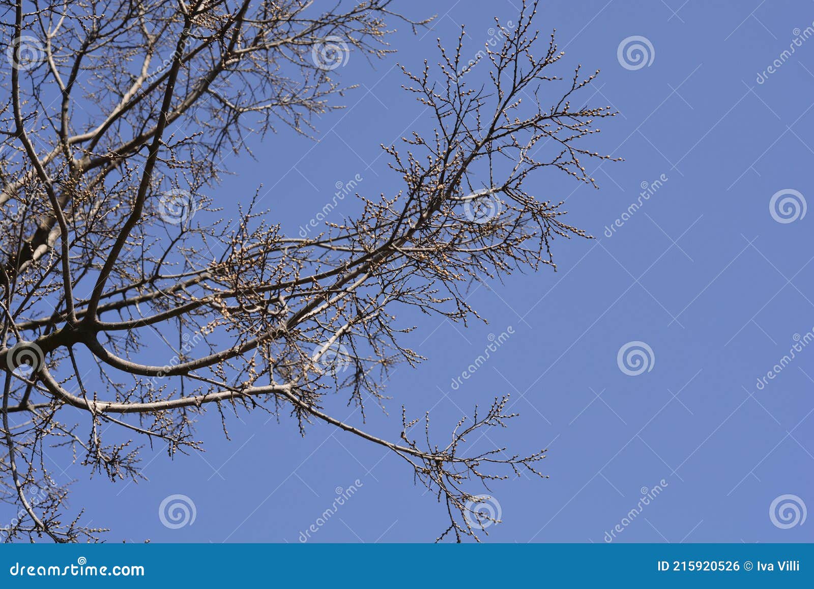 Common hackberry stock photo. Image of sugarberry, botany - 215920526