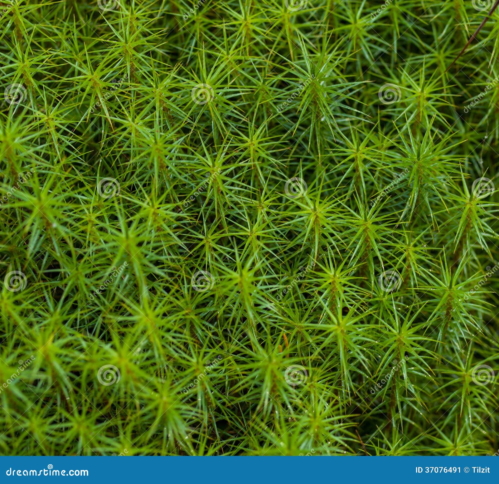 Common hair moss stock image. Image of hair, green, commune - 37076491