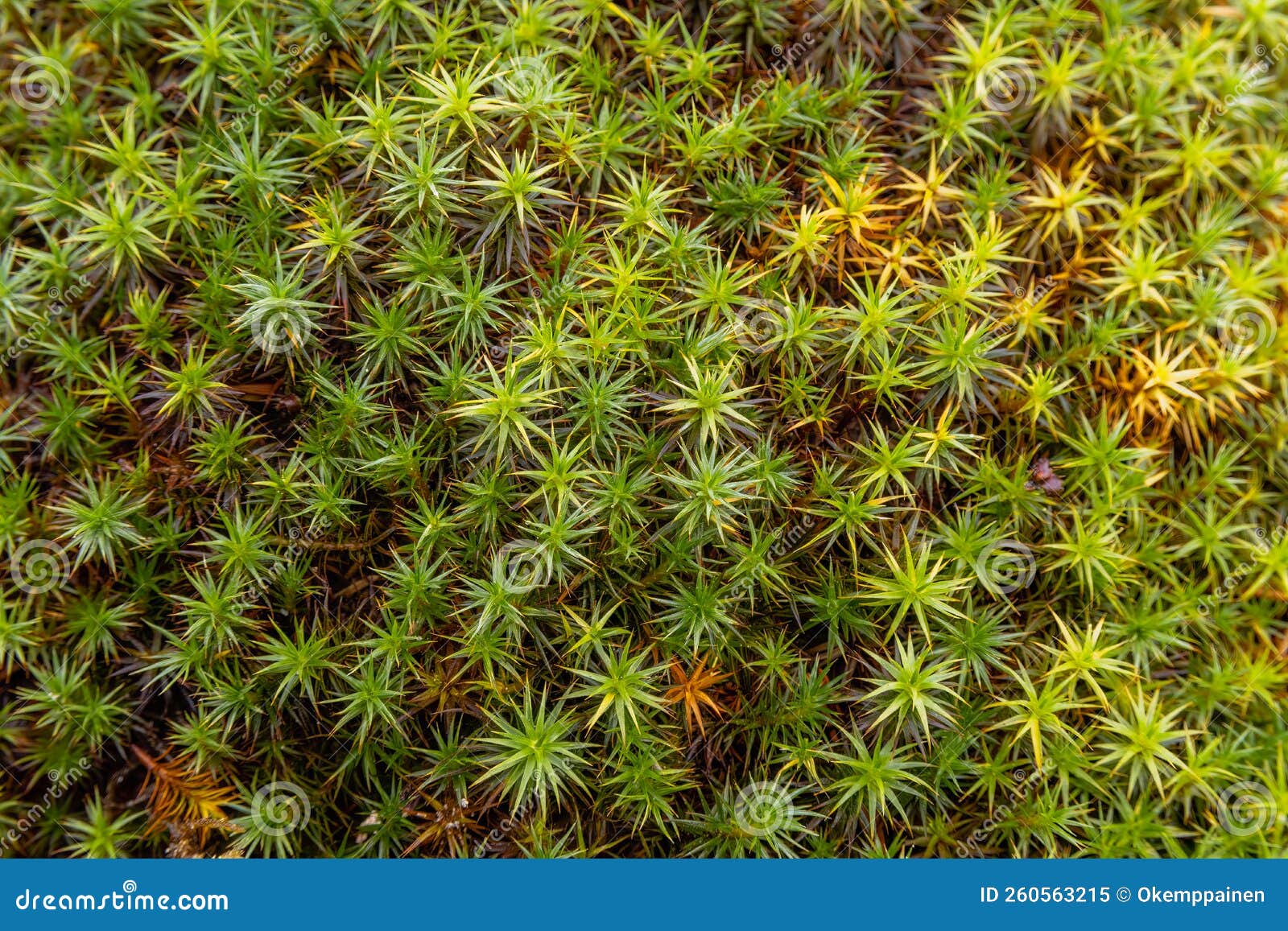 Common Haircap Moss (Polytrichum Commune) Top View, Close Up Stock ...