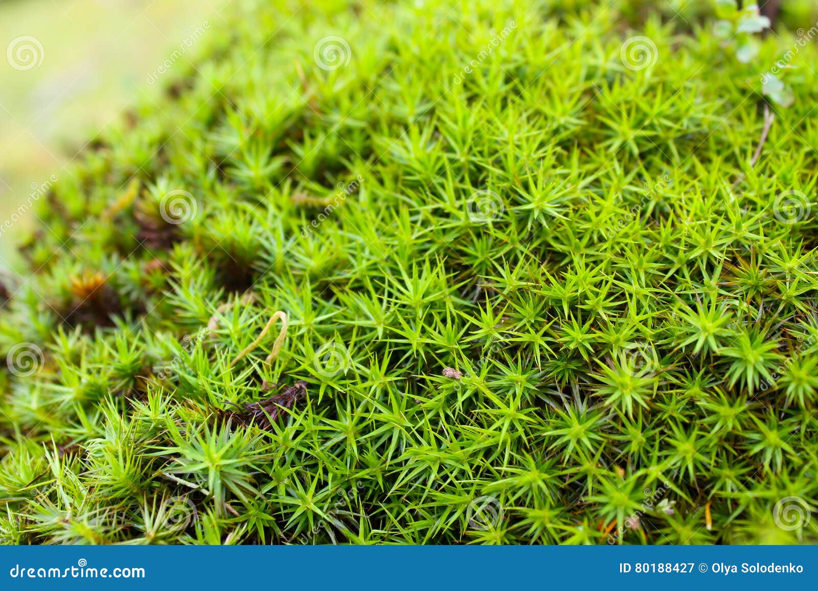 Common Haircap Moss, Star Moss (Polytrichum Commune) Stock Image ...