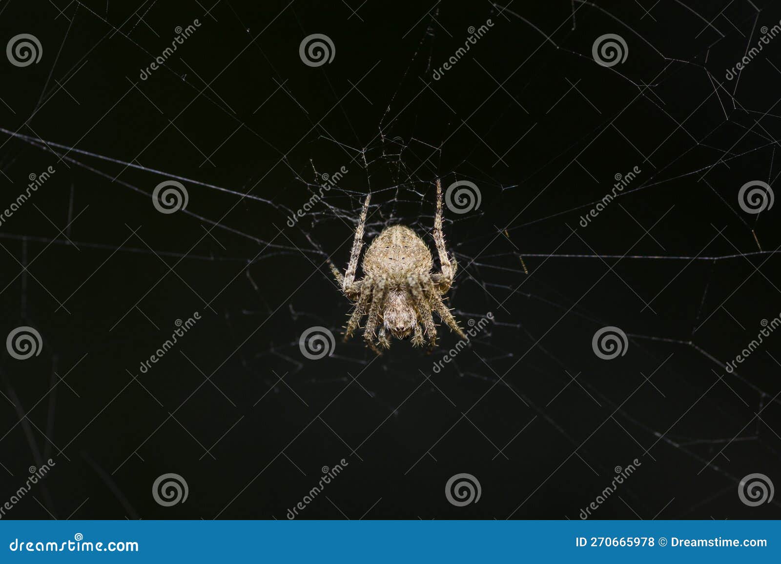 Common Hairy Field Spider Sitting in the Center of Its Web, Neoscona ...