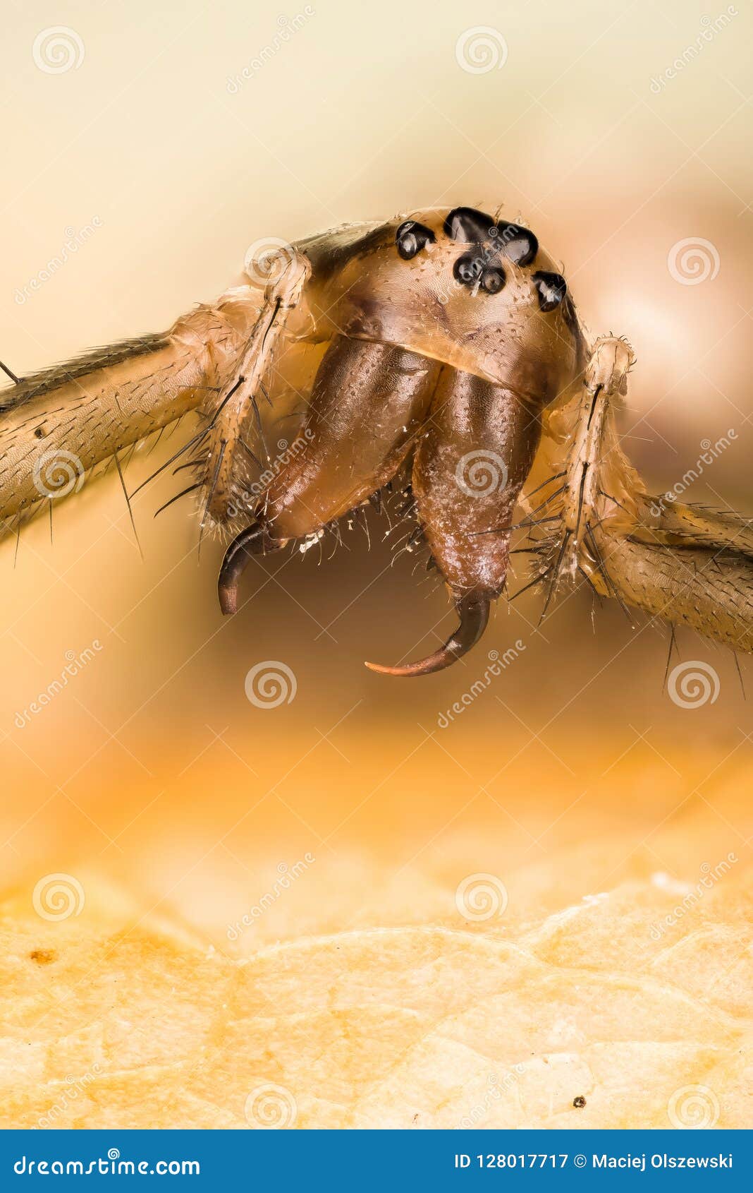 Common Hammock-weaver, Spider, Linyphia Triangularis Stock Image ...
