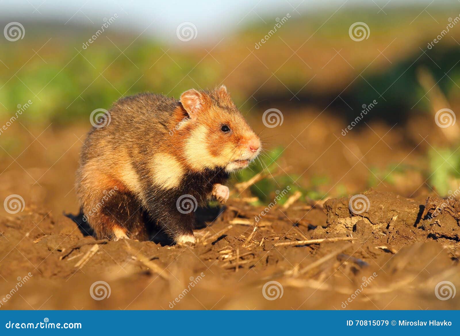Common hamster on field stock image. Image of hunting - 70815079