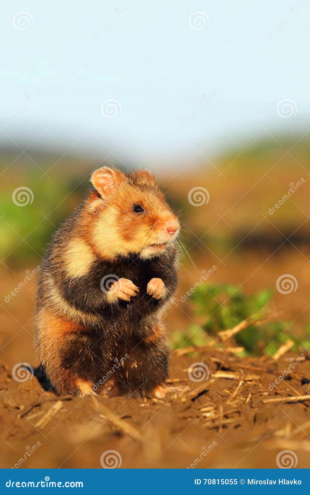 Common hamster standing stock image. Image of wild, hamster - 70815055