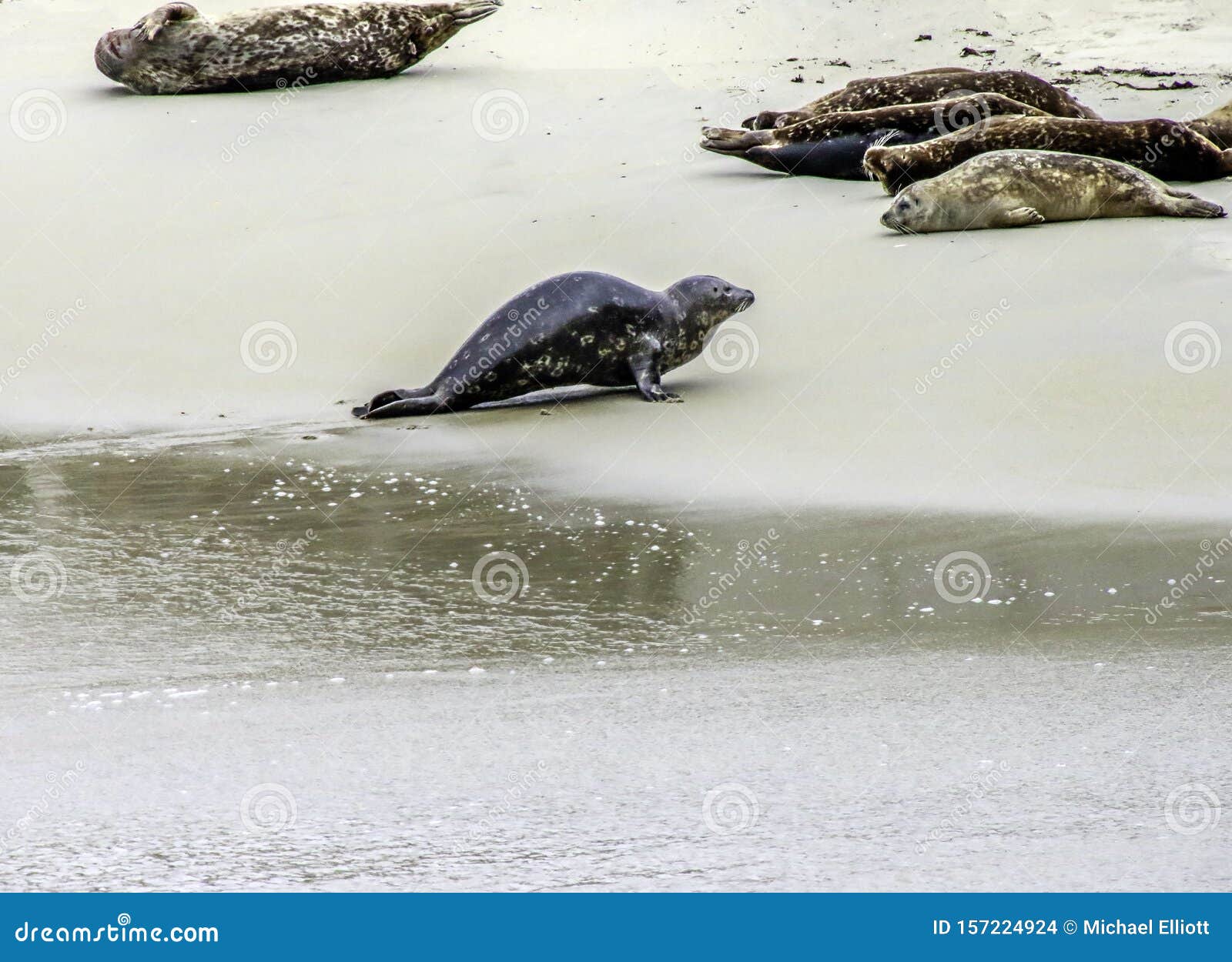 Common Harbor Seal stock photo. Image of seal, pinniped - 157224924