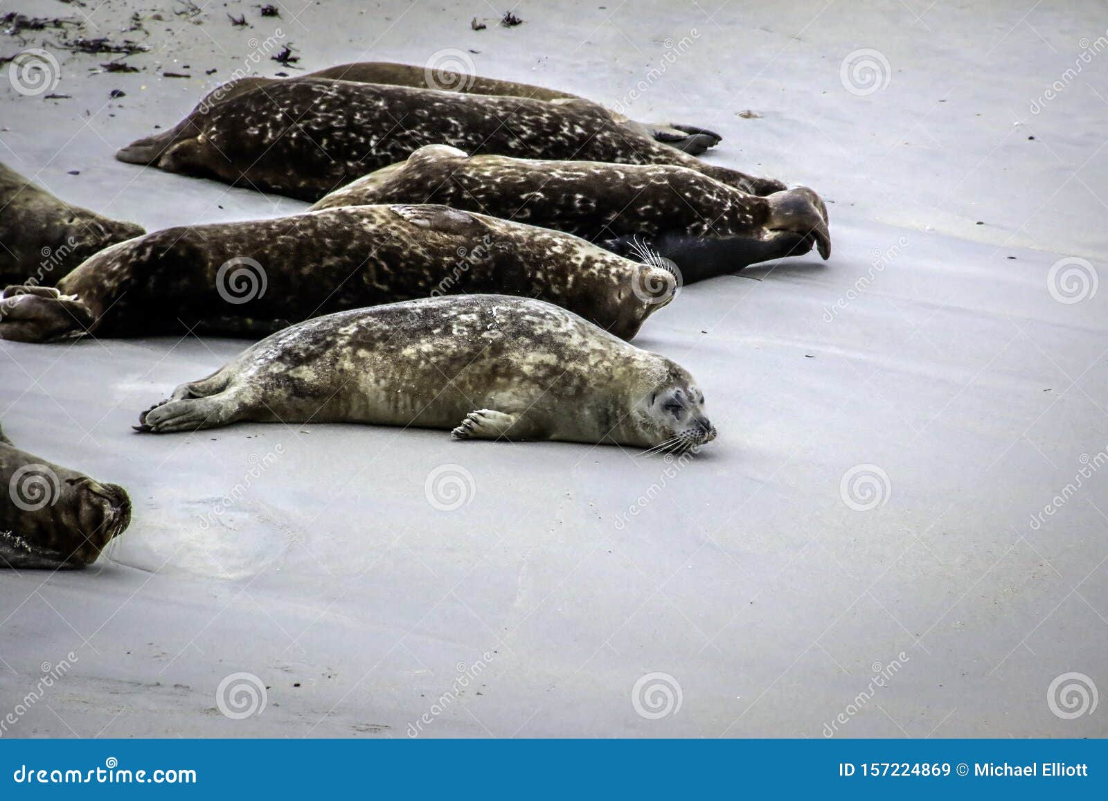Common Harbor Seal stock image. Image of pinepped, fisheater - 157224869