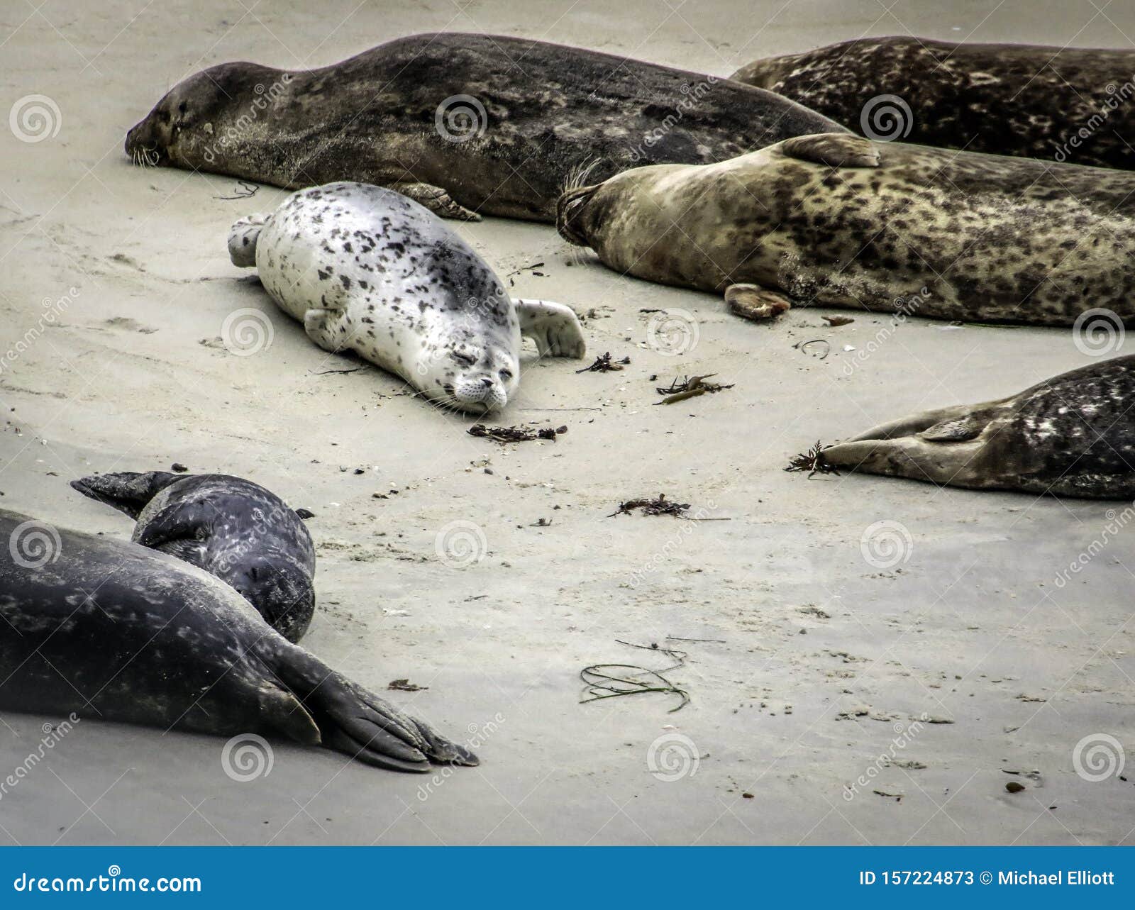 A Common Harbor Seal Eating A Fish Royalty-Free Stock Photography ...