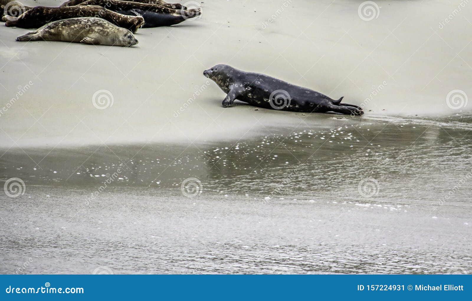 A Common Harbor Seal Eating A Fish Royalty-Free Stock Photography ...