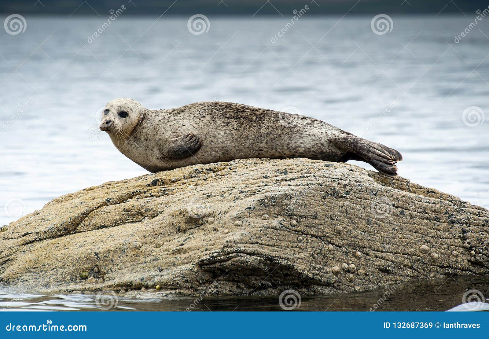 Common or Harbour Seal Basking on Rock Stock Image - Image of mammal ...