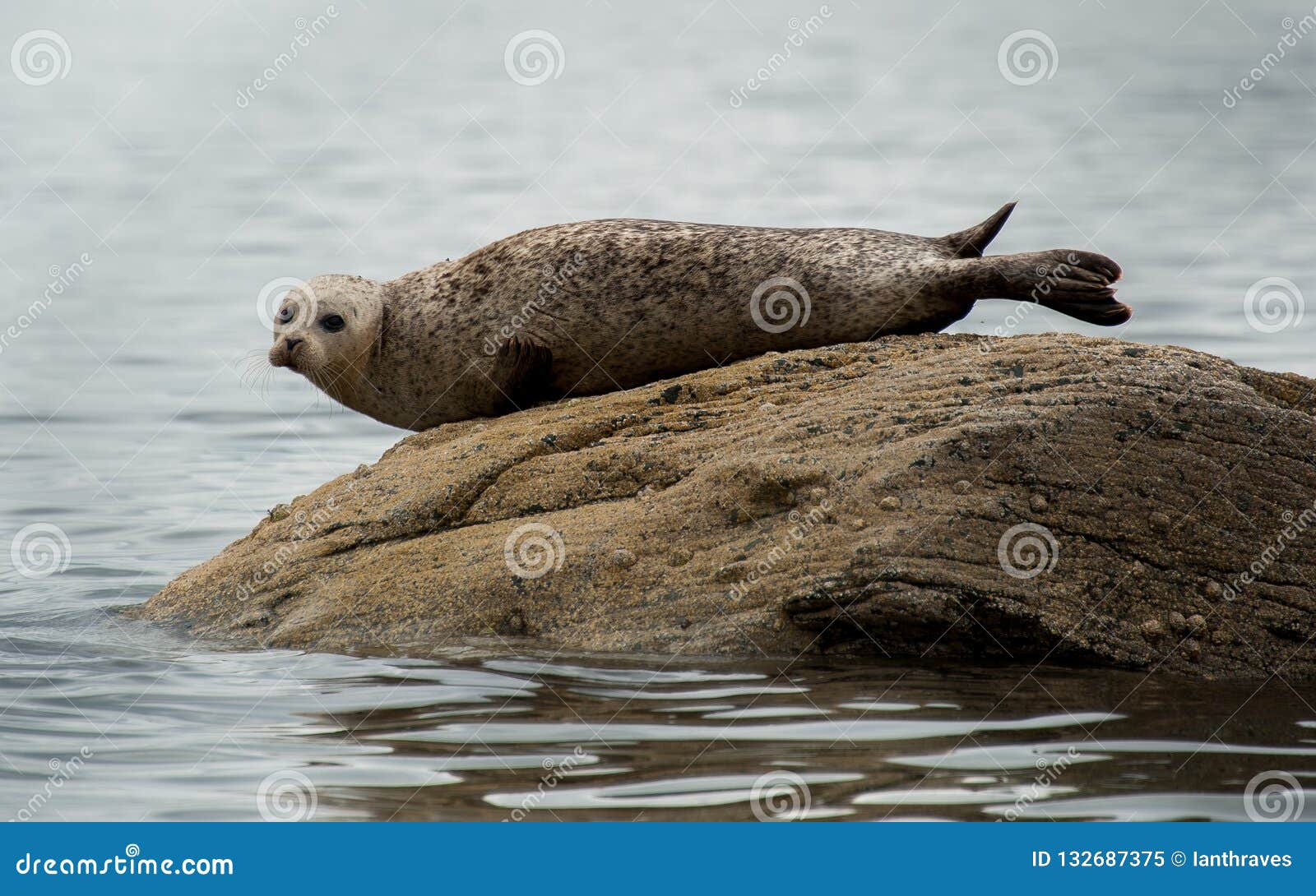 Common or Harbour Seal Basking on Rock Stock Image - Image of harbour ...