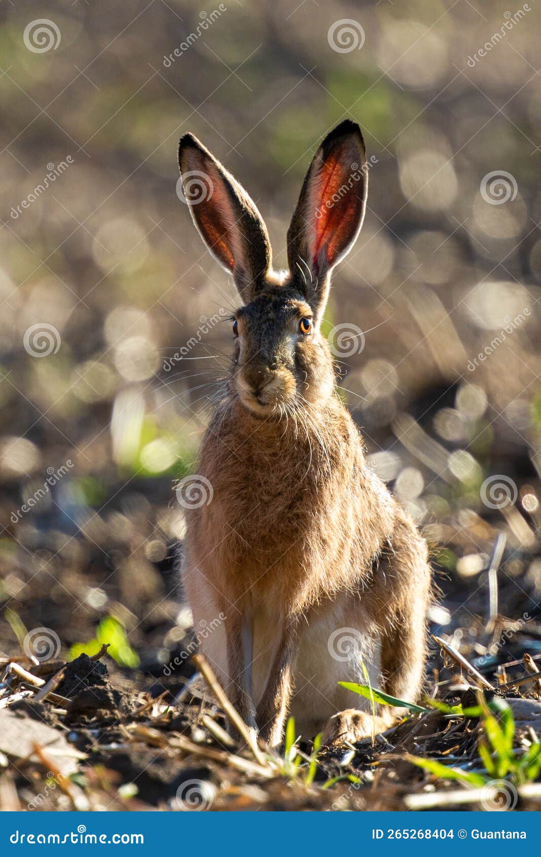 Common Hare in Austrian Fields Stock Photo - Image of fauna ...