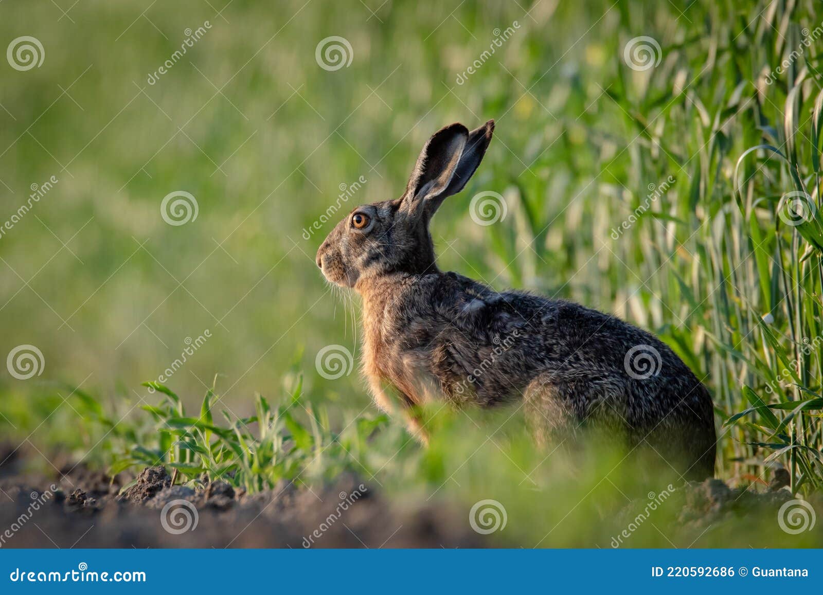 Common Hare High Resolution Close Up Stock Photo - Image of isolated ...