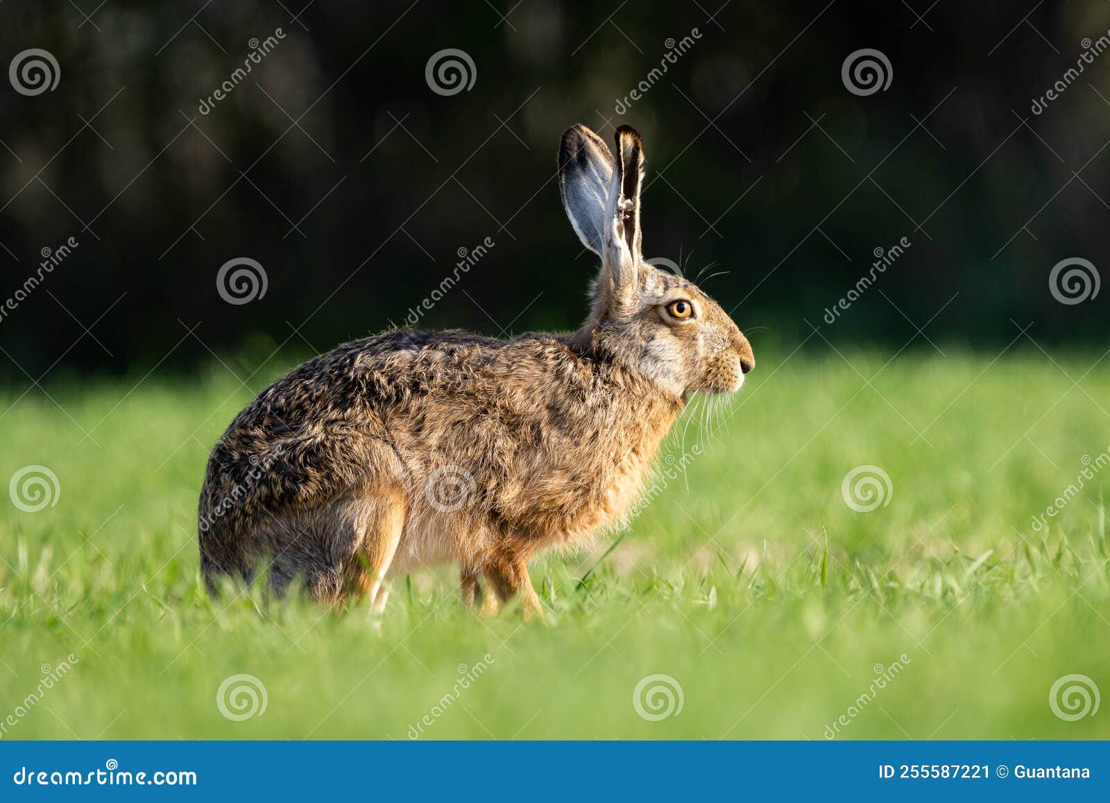Common Hare Super Detailed Image Stock Image - Image of closeup, cute ...