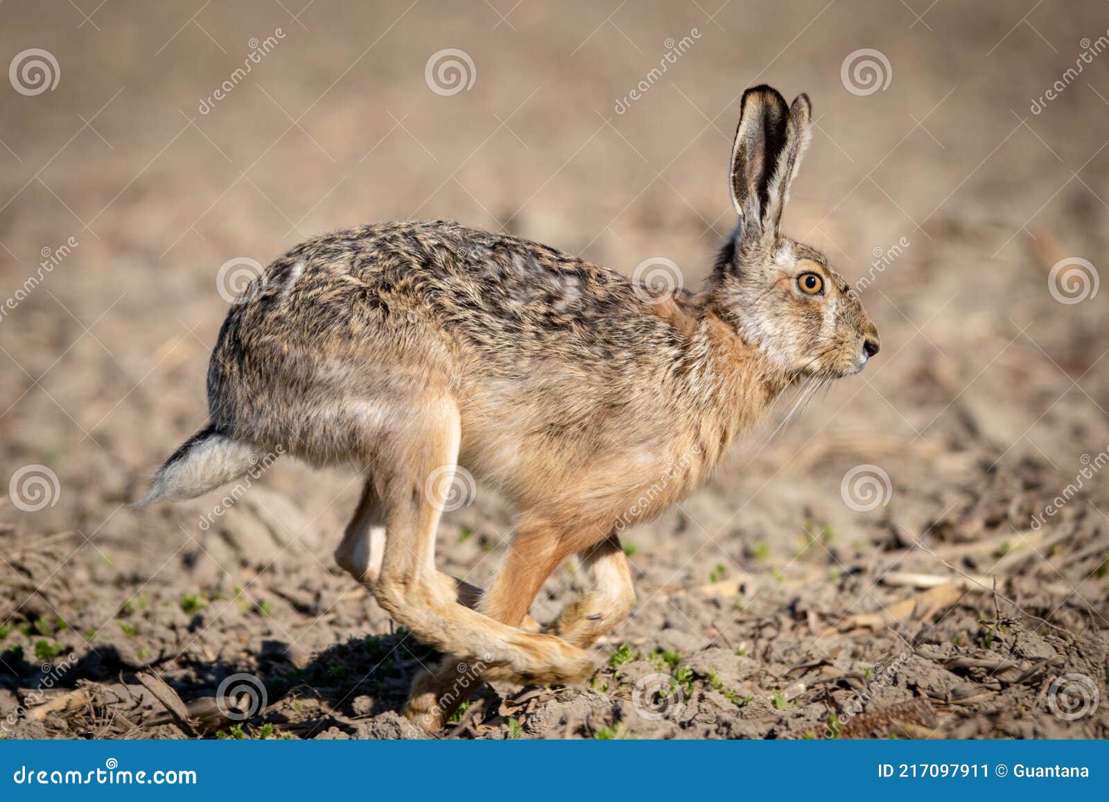 Common Hare stock image. Image of bunny, animal, landscape - 217097911