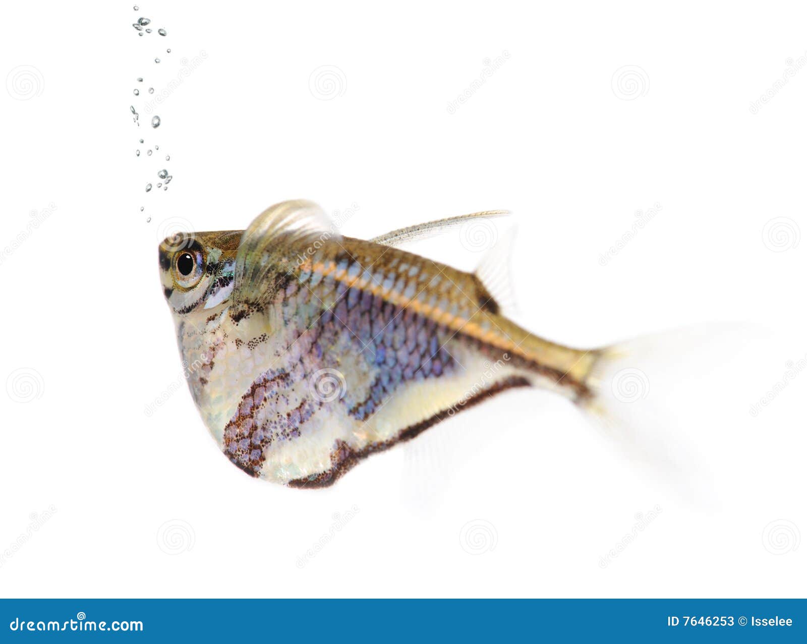 Common Hatchetfish - Gasteropelecus Sternicla Royalty-Free Stock Photo ...