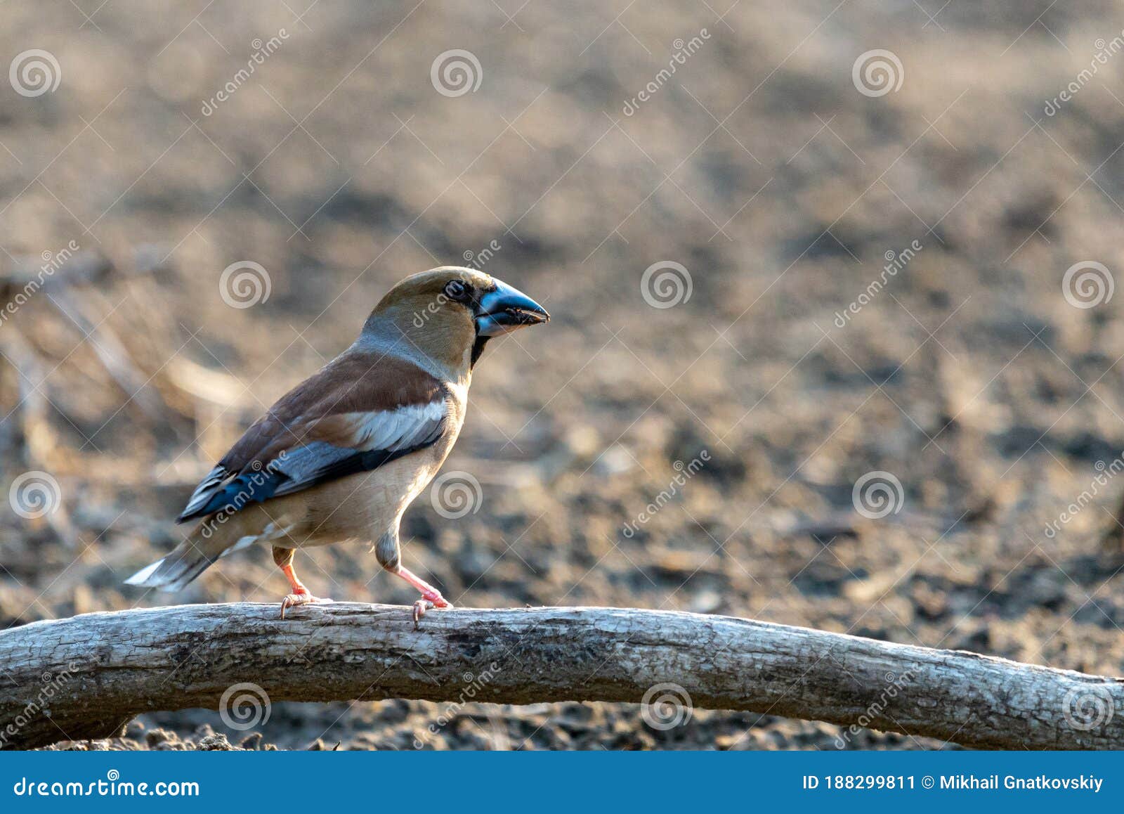 A Common Hawfinch or Coccothraustes Coccothraustes Stock Image - Image ...