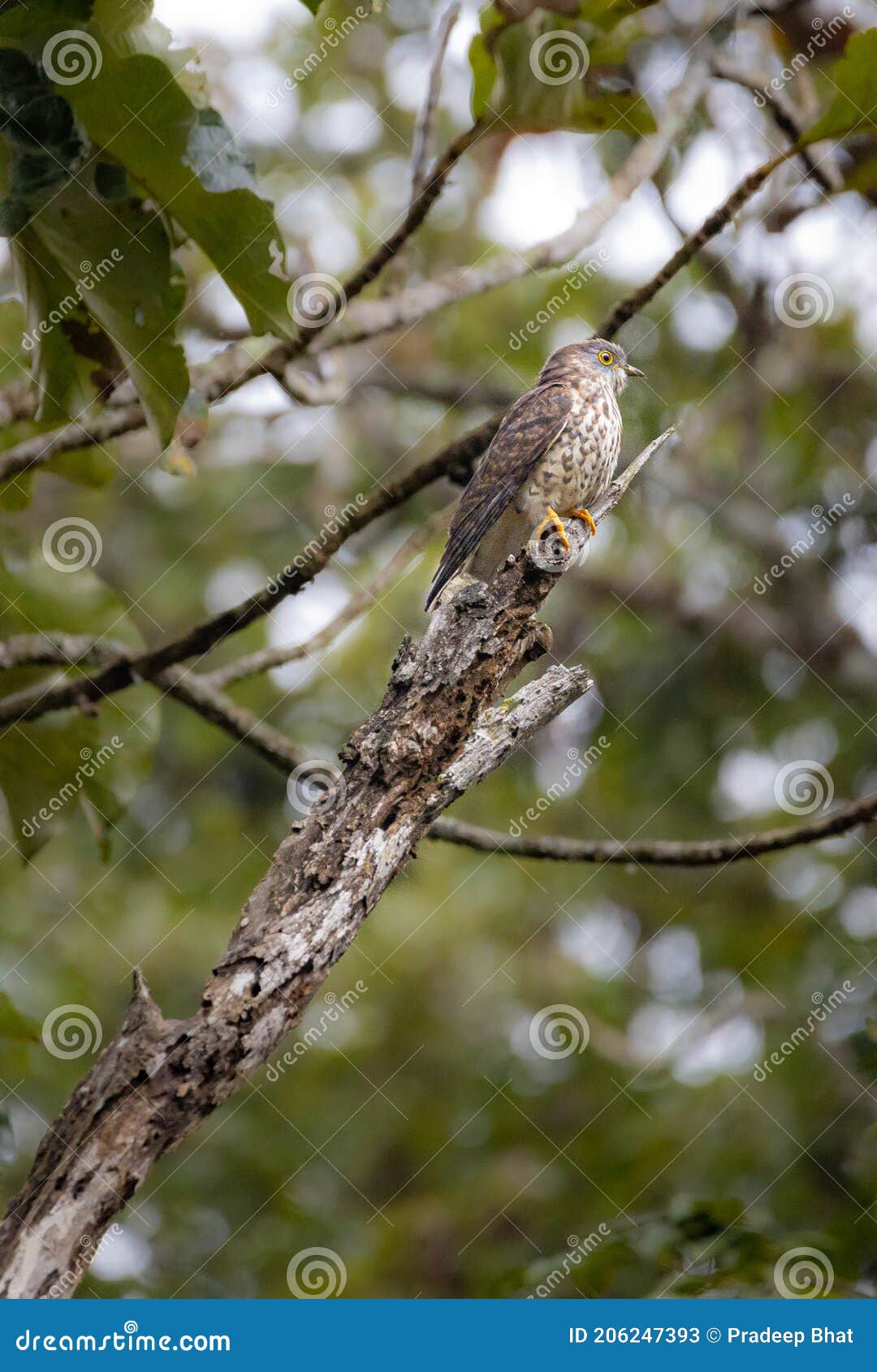 Common hawk cuckoo stock image. Image of cuckoo, twig - 206247393