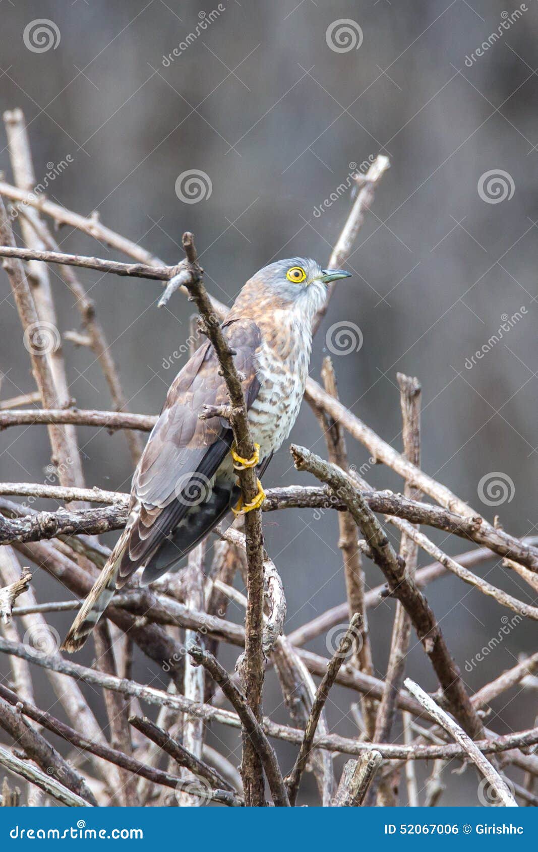 Common Hawk Cuckoo closeup stock photo. Image of feathers - 52067006