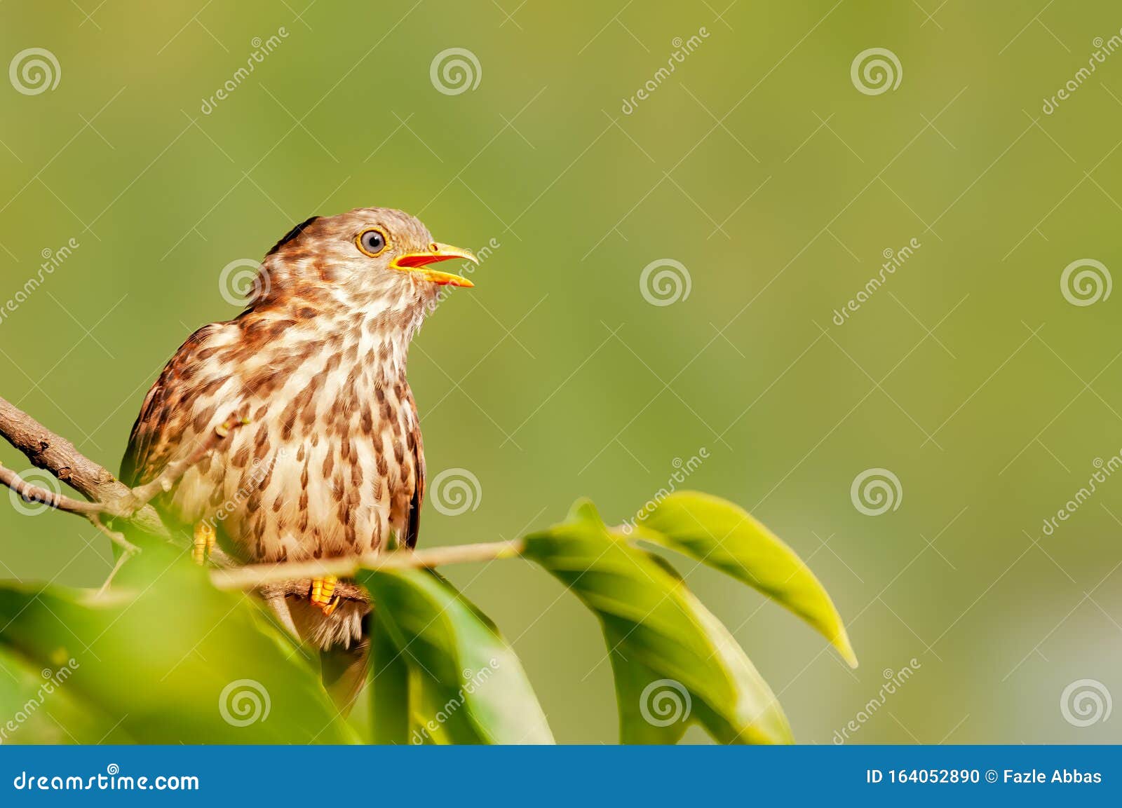 Common hawk cuckoo stock photo. Image of brown, hawk - 164052890