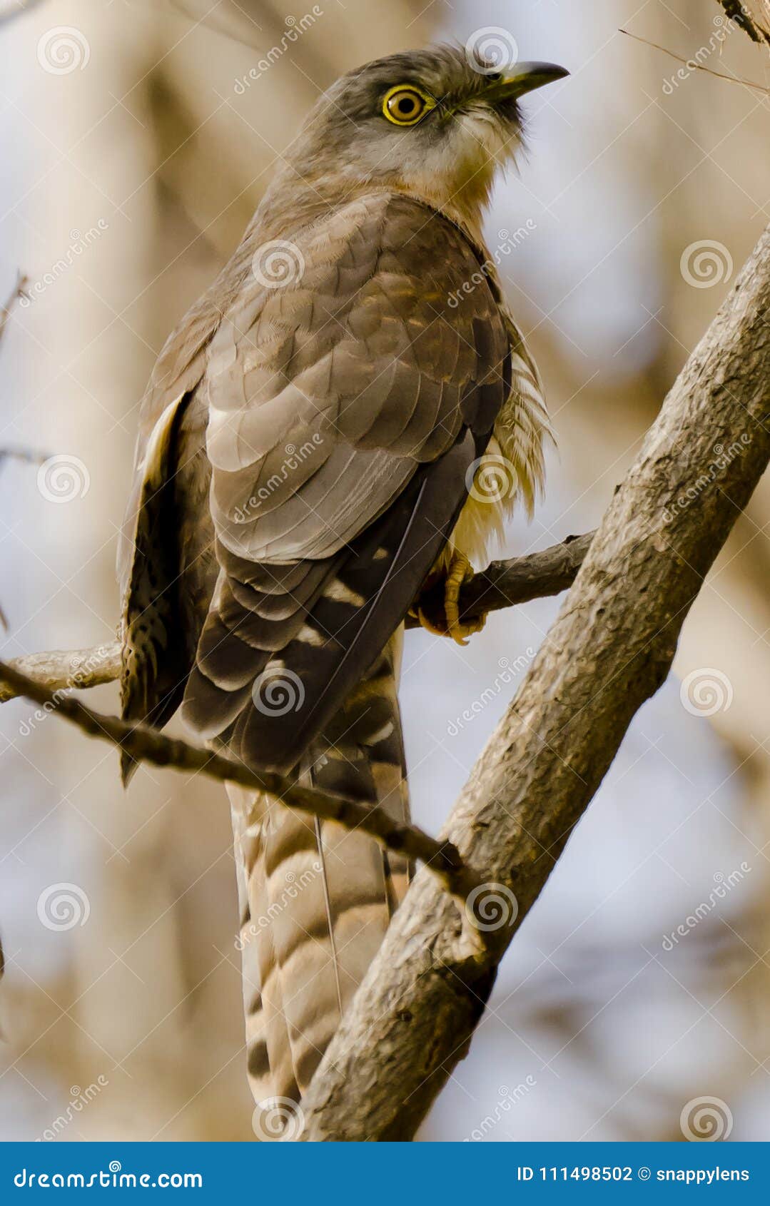 A common hawk cuckoo stock photo. Image of perching - 111498502