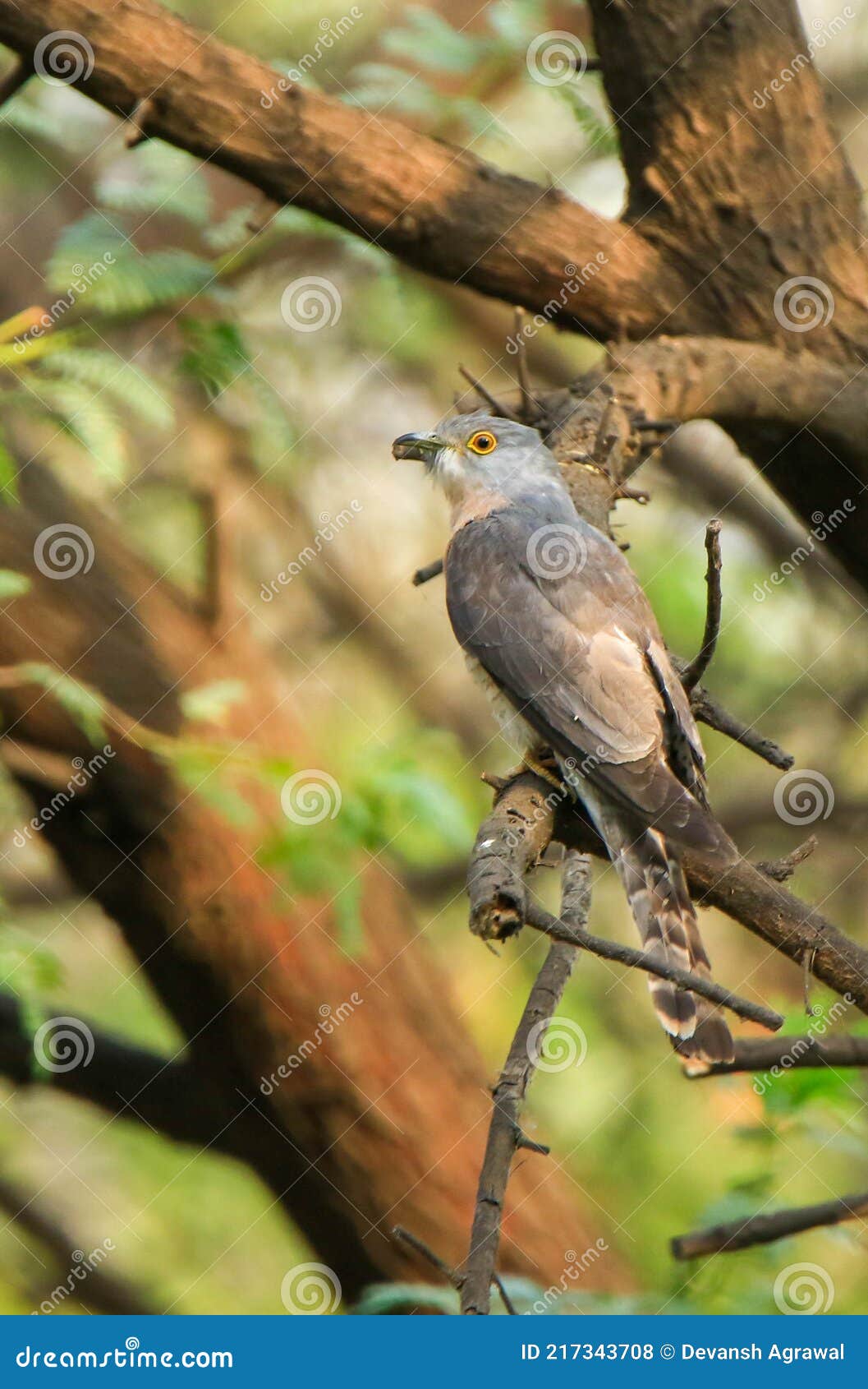 Common Cuckoo Feet Stock Photos - Free & Royalty-Free Stock Photos from ...